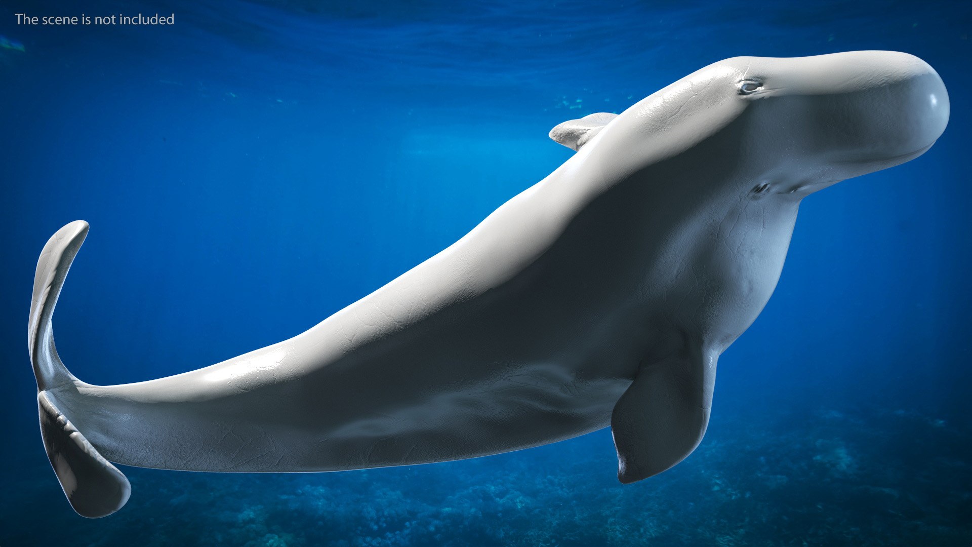 Beluga Whale Adult Performance Pose 3D Model - TurboSquid 2027786