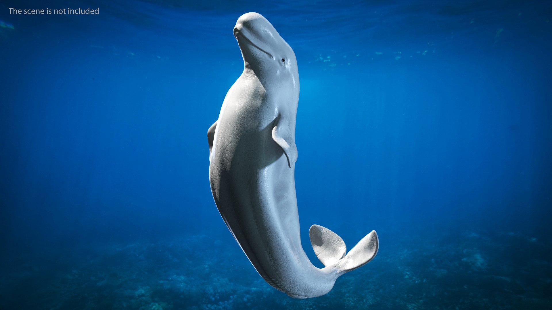 Beluga Whale Adult Performance Pose 3D Model - TurboSquid 2027786
