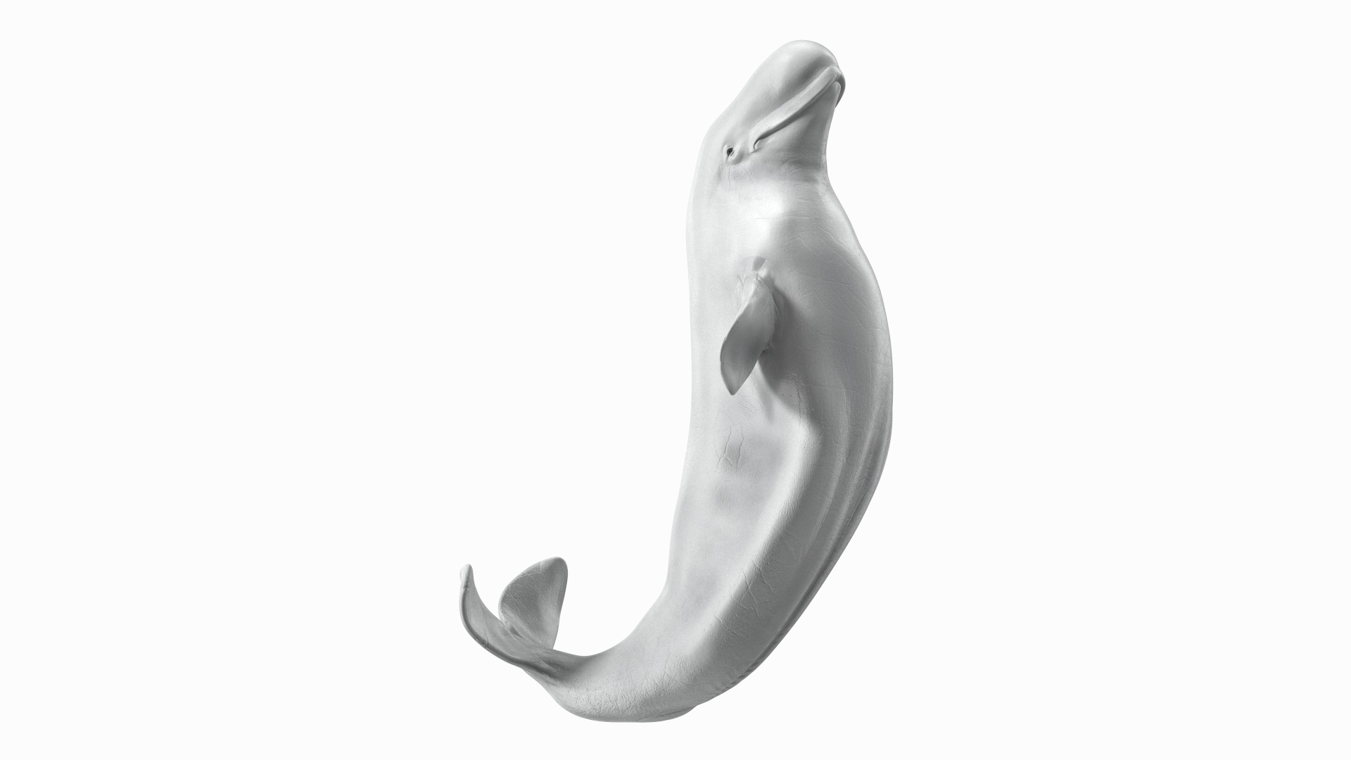 Beluga Whale Adult Performance Pose 3D Model - TurboSquid 2027786