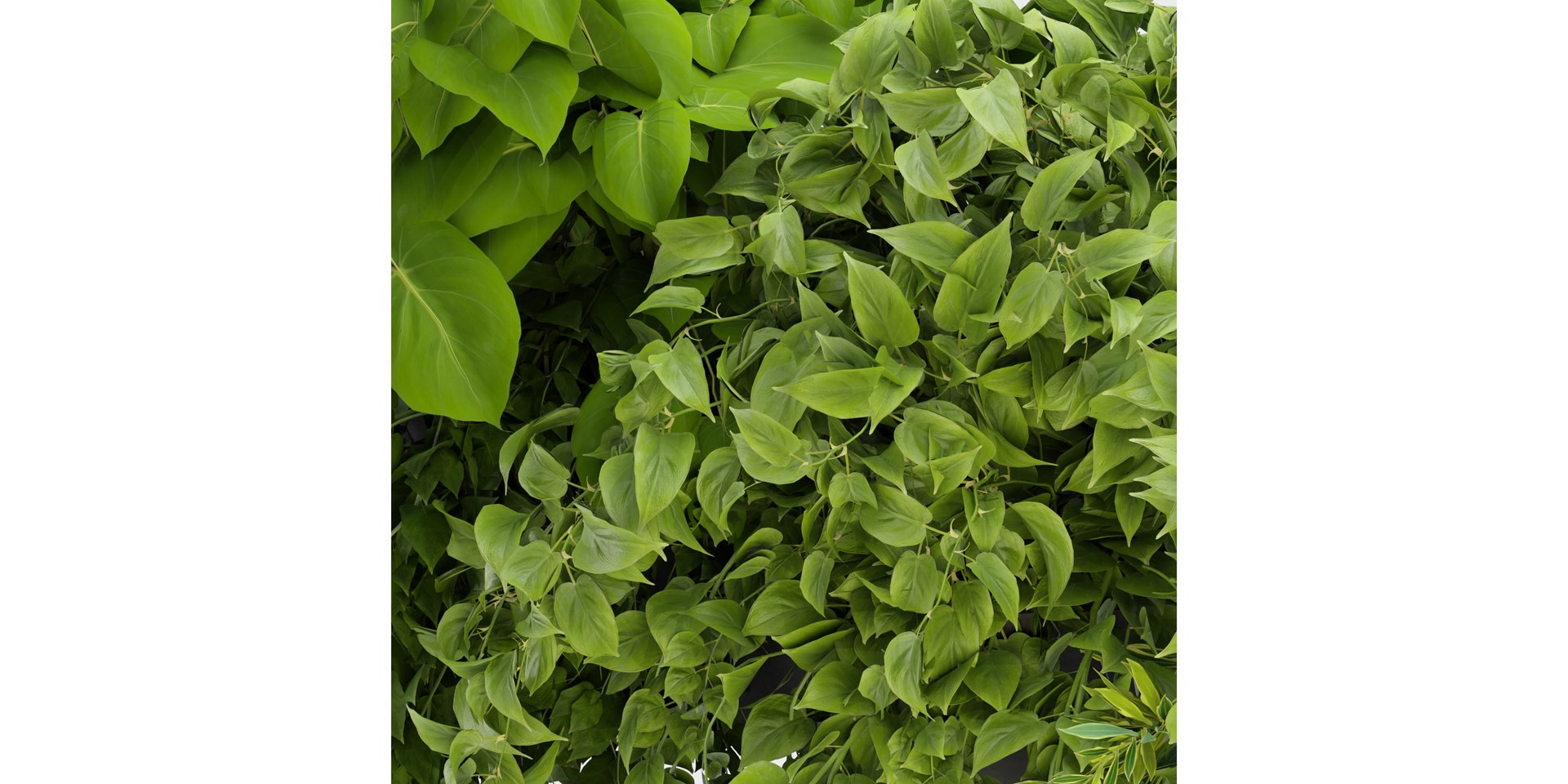 Collection Plant Vol 248 - Blender Model 3D Model - TurboSquid 2088262