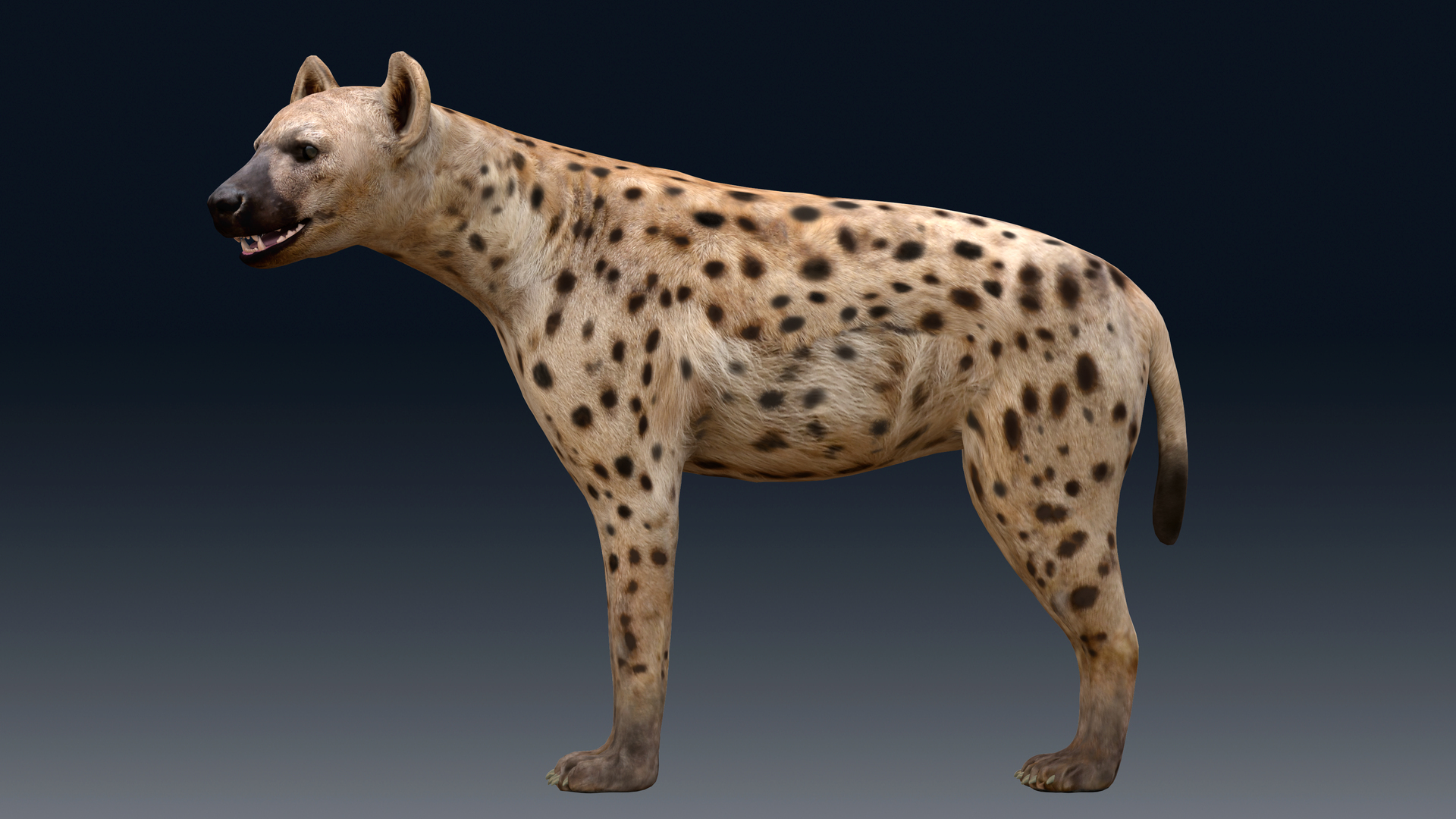 3D Hyena Rigged - TurboSquid 2037681