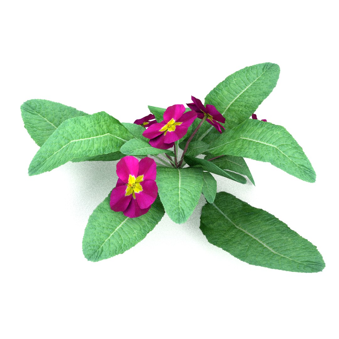3d Model Of Realistic Primula