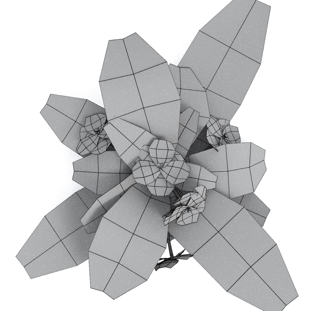 3d Model Of Realistic Primula