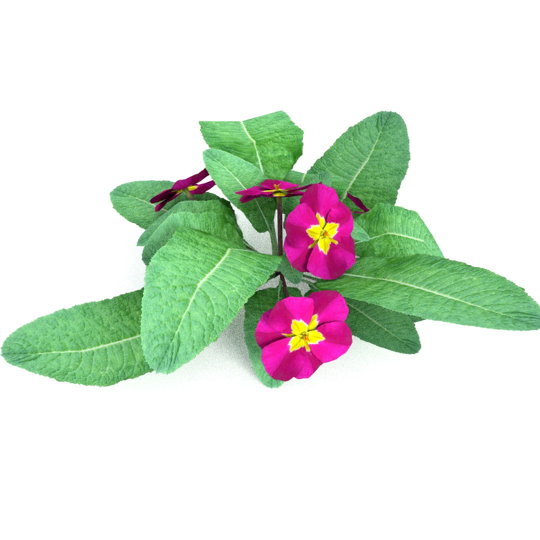3d Model Of Realistic Primula