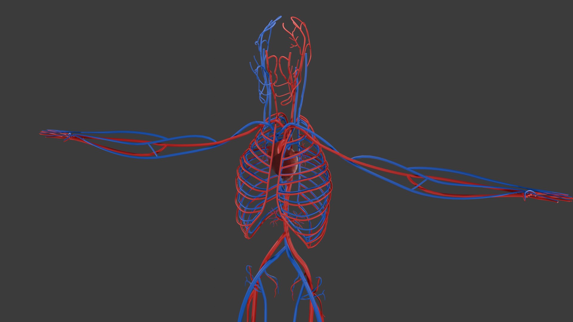 3D Circulatory System Model - TurboSquid 2315497
