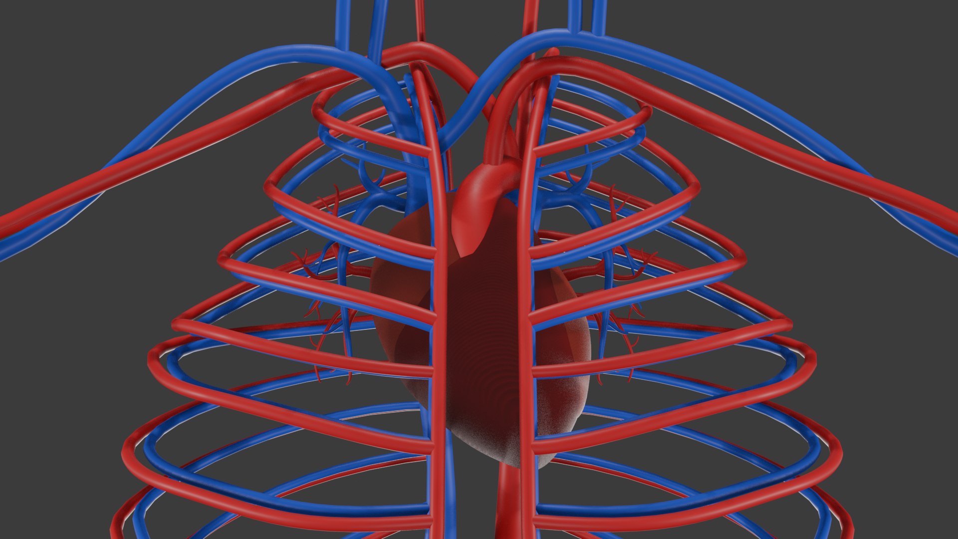 3D Circulatory System Model - TurboSquid 2315497