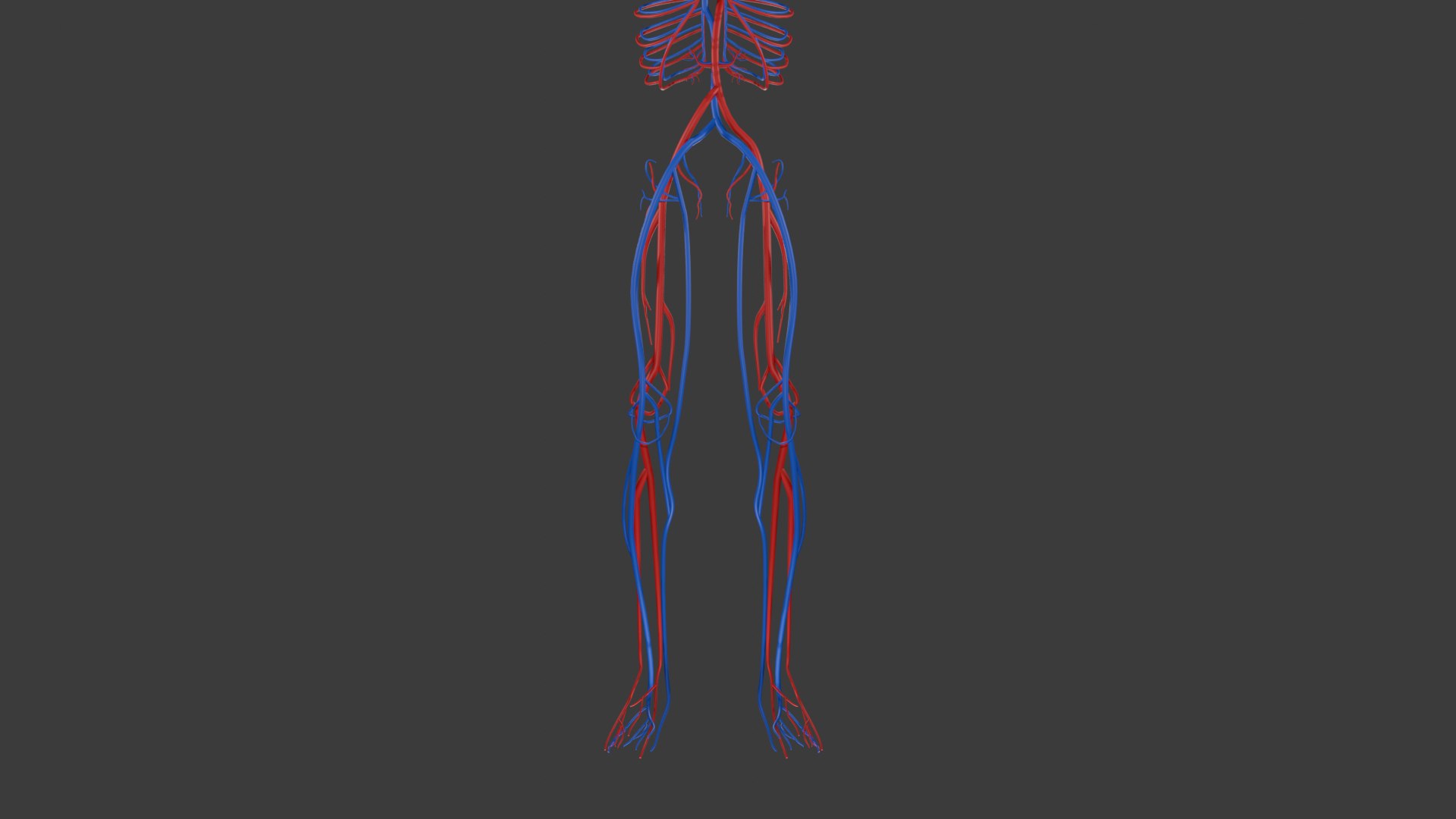 3D Circulatory System Model - TurboSquid 2315497