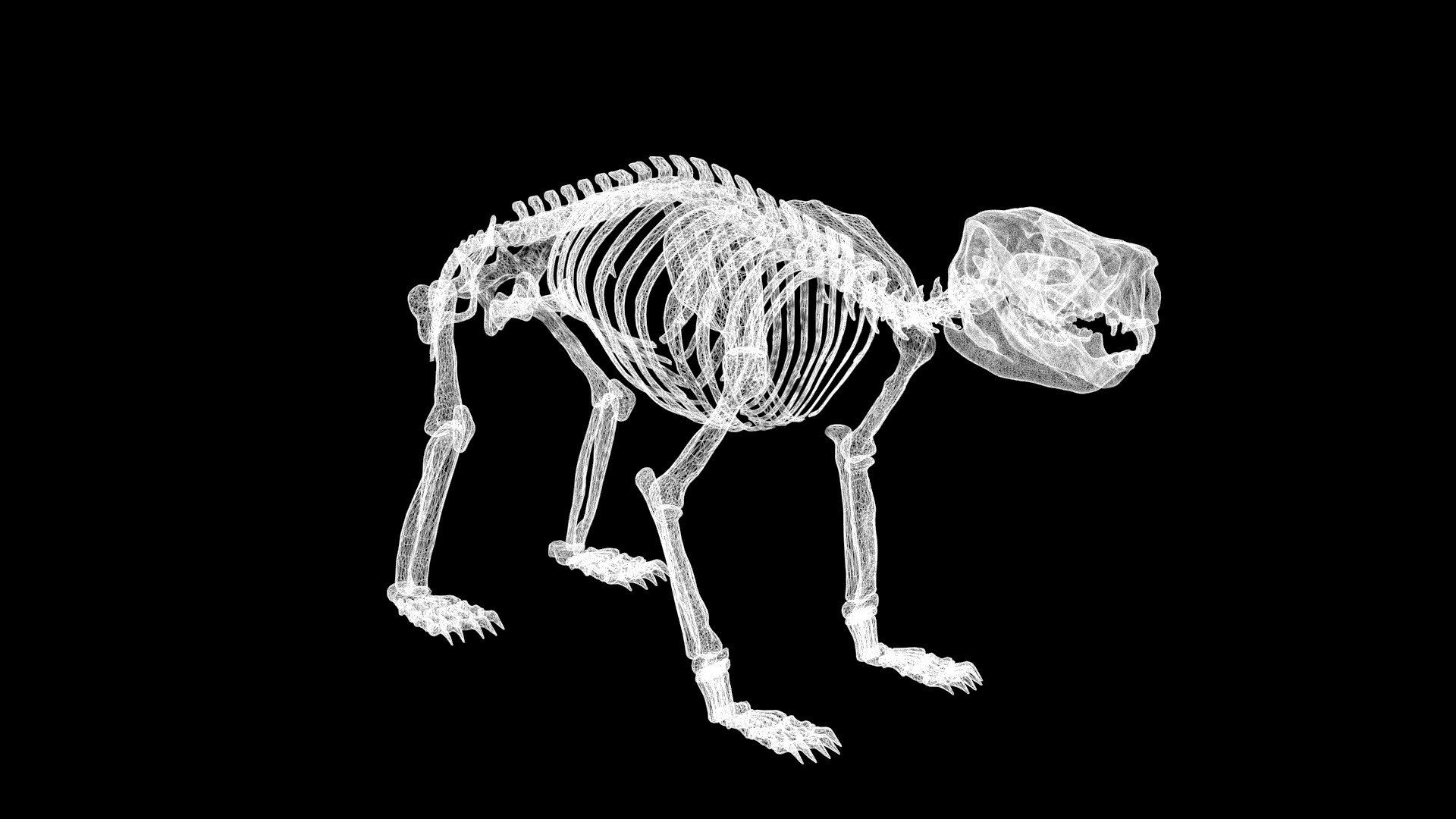 3D 16 Animal Skeletons - TurboSquid 1966312