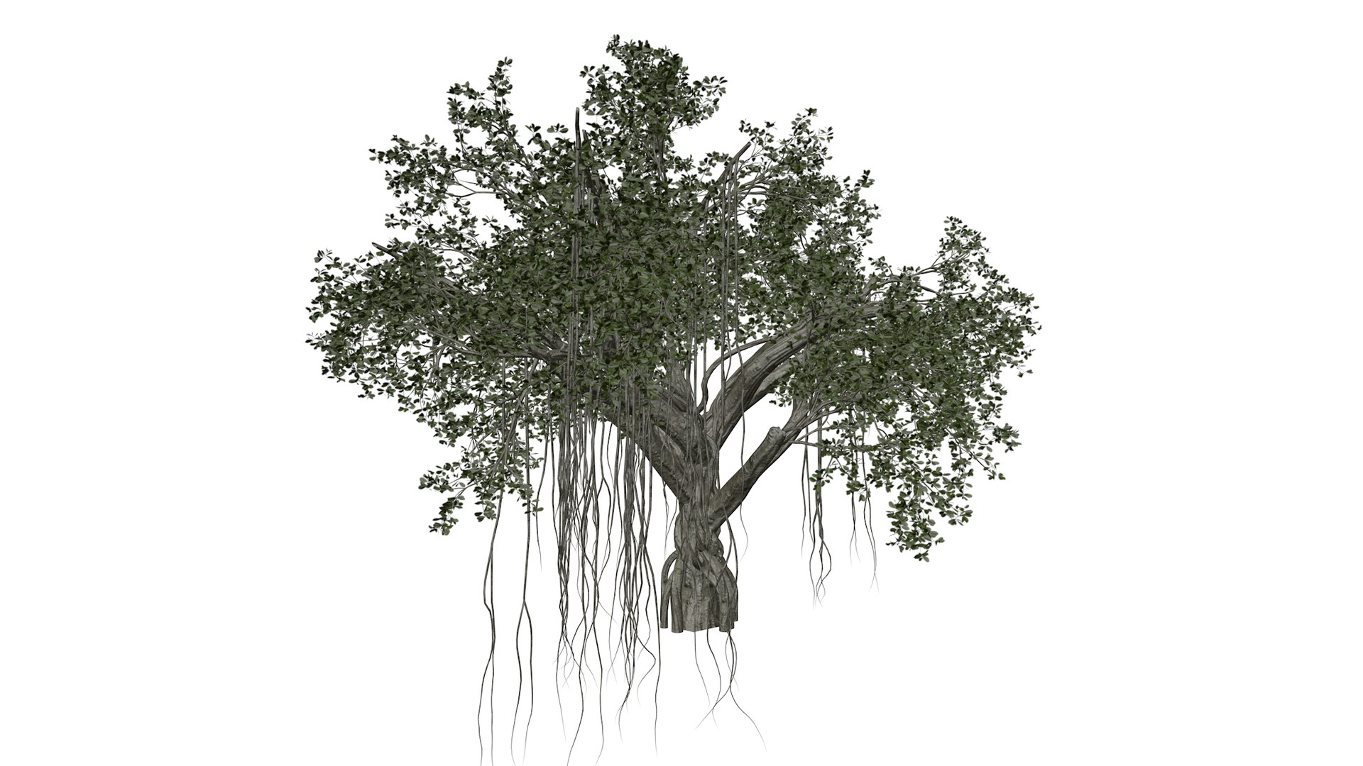 Chinese Banyan Tree Collection Model - TurboSquid 2378966