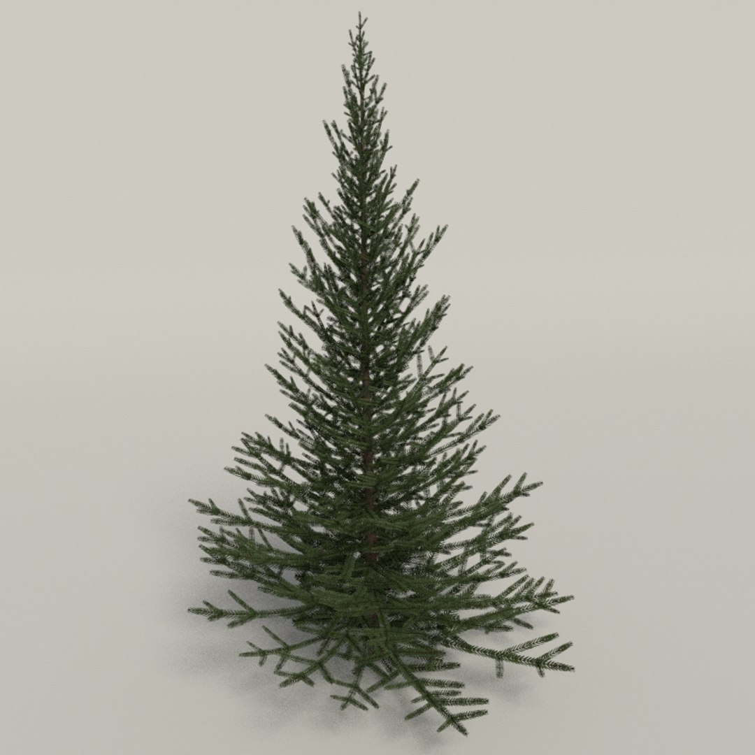 3d Model Firtree Blender
