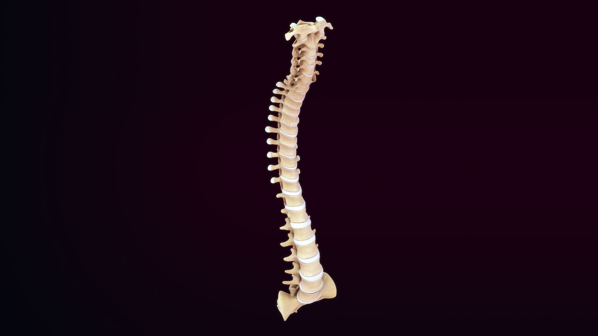3D Model Human Vertebral Column - TurboSquid 1875504