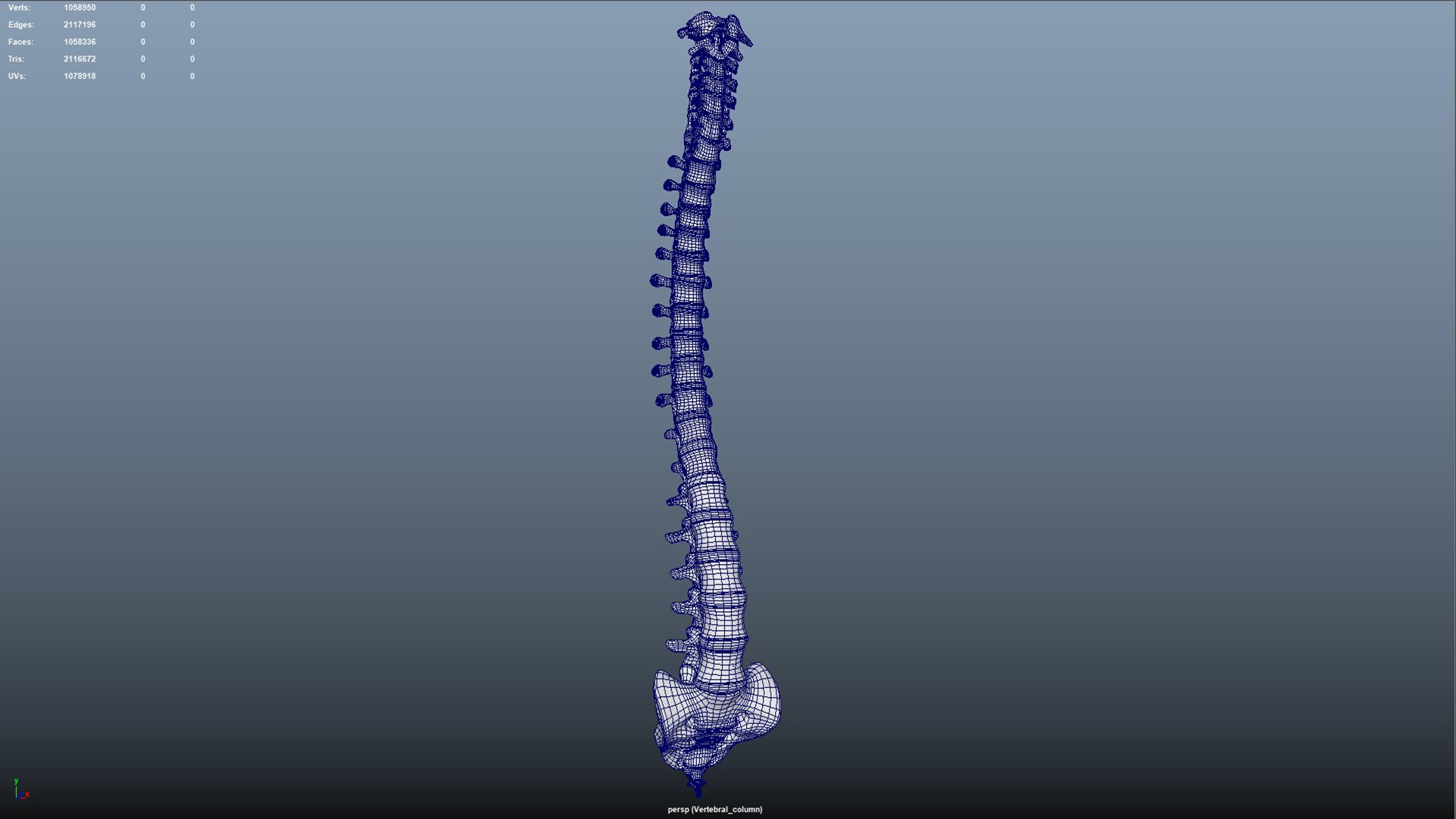 3D Model Human Vertebral Column - TurboSquid 1875504