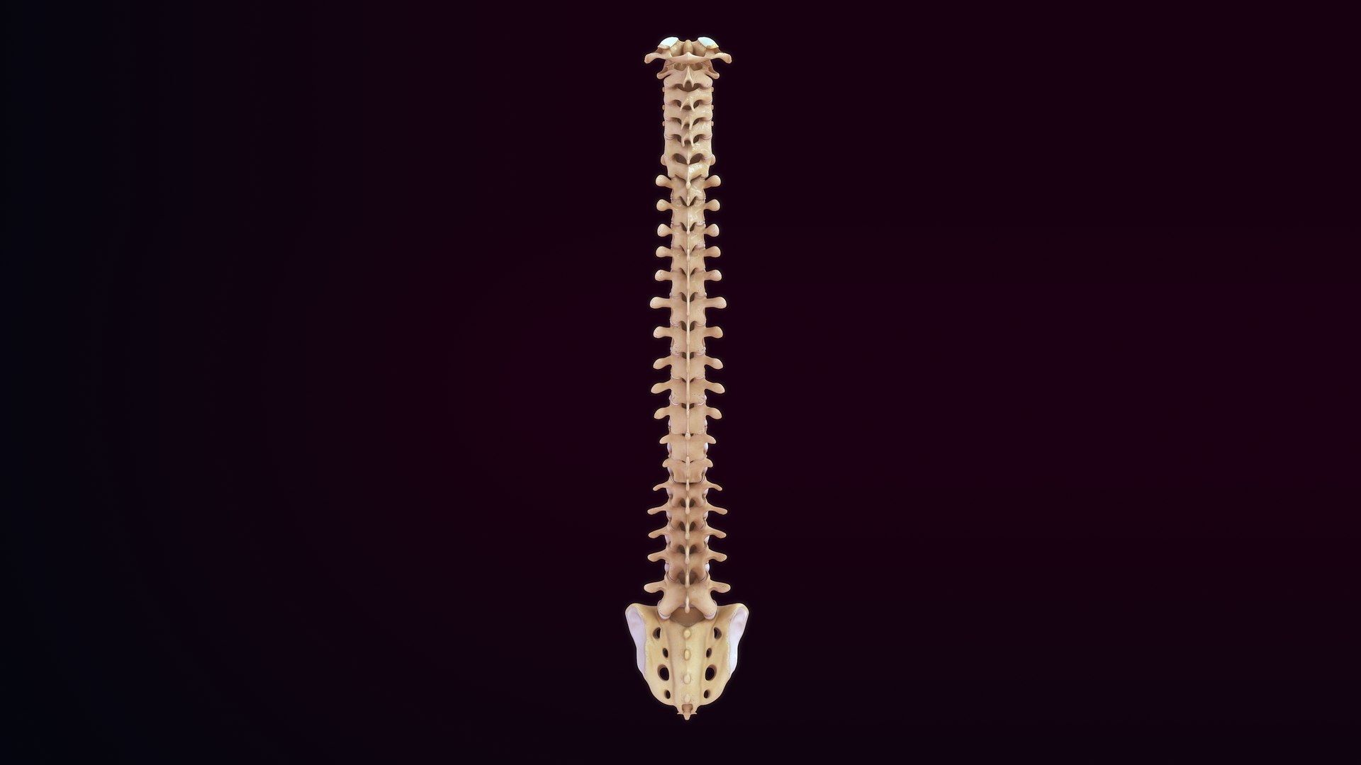 3D Model Human Vertebral Column - TurboSquid 1875504