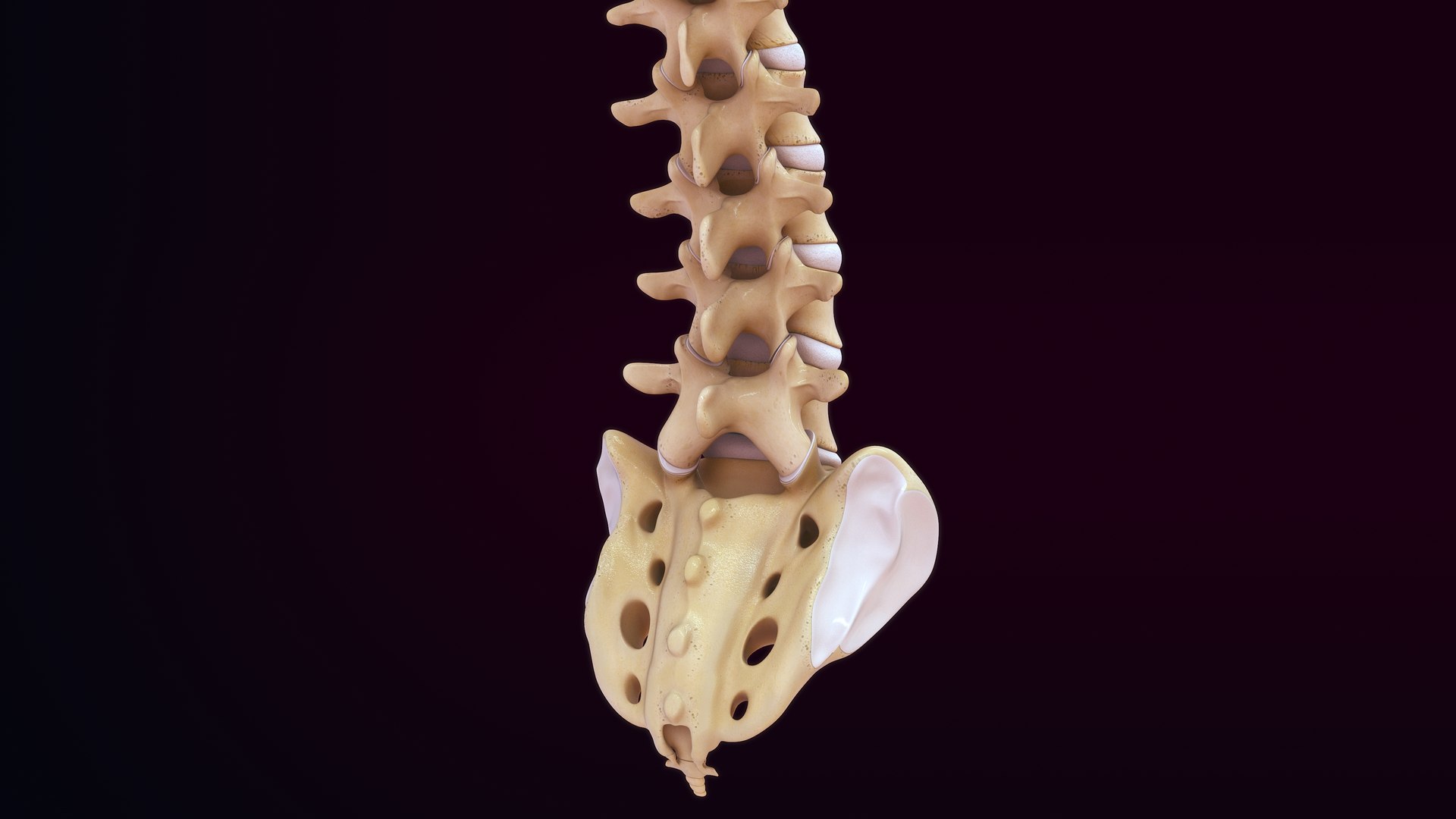 3D Model Human Vertebral Column - TurboSquid 1875504