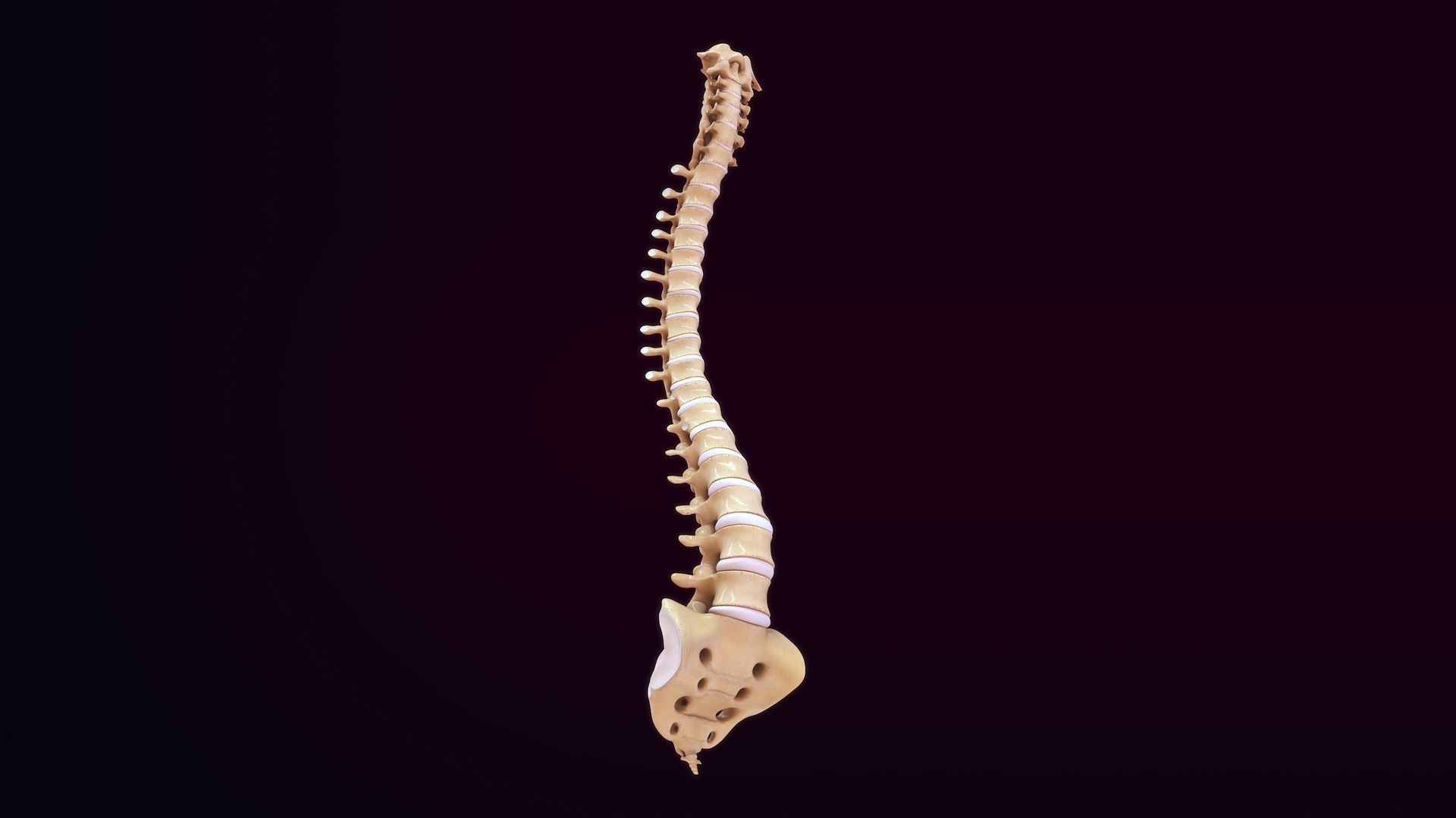 3D Model Human Vertebral Column - TurboSquid 1875504