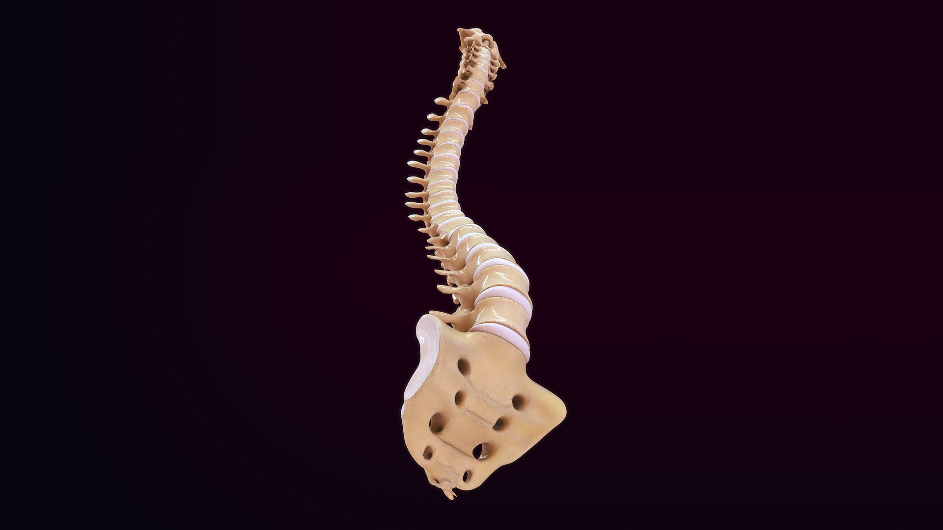 3D Model Human Vertebral Column - TurboSquid 1875504