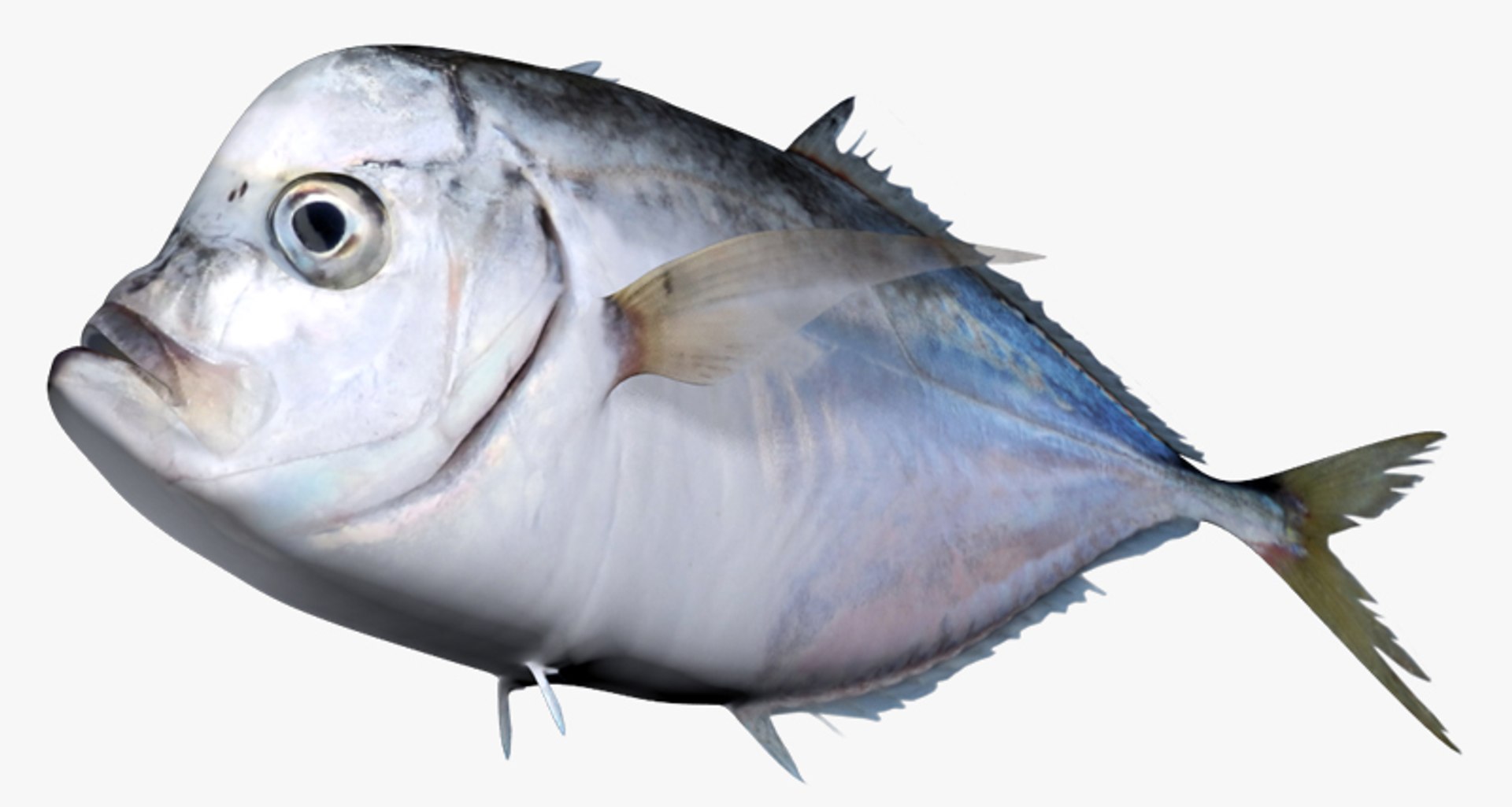 3d Model Pacific Moonfish