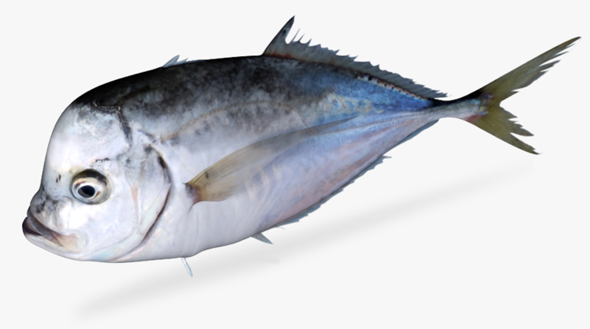 3d Model Pacific Moonfish
