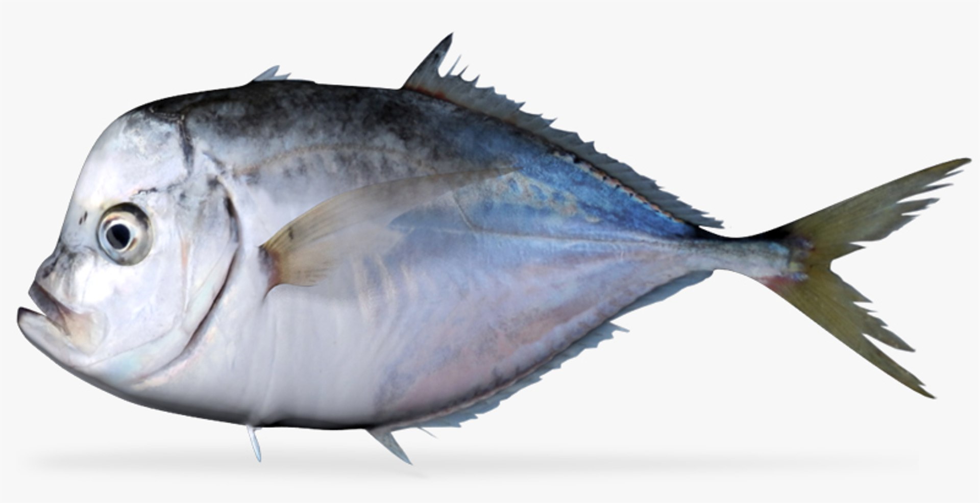 3d Model Pacific Moonfish