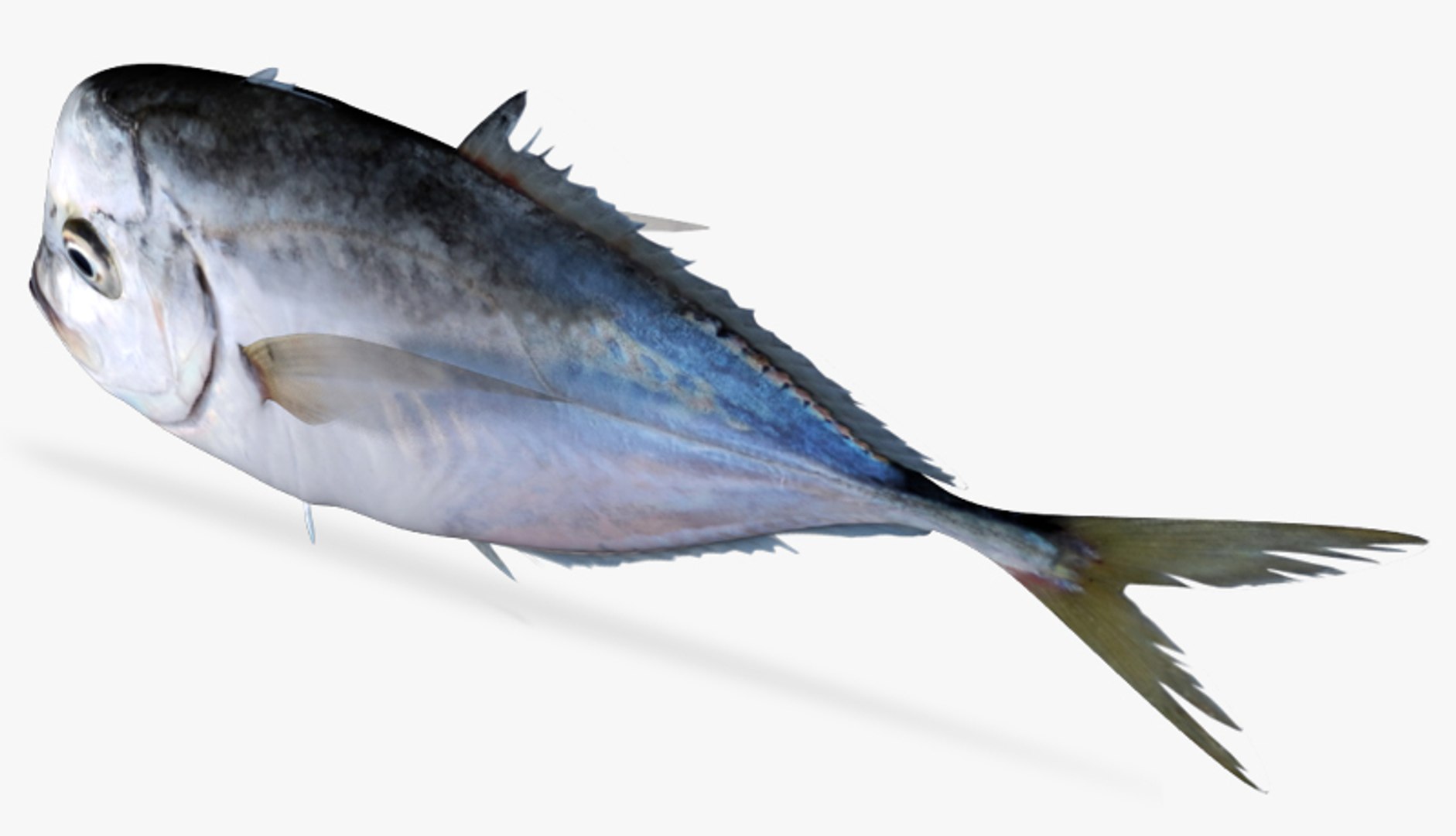 3d Model Pacific Moonfish