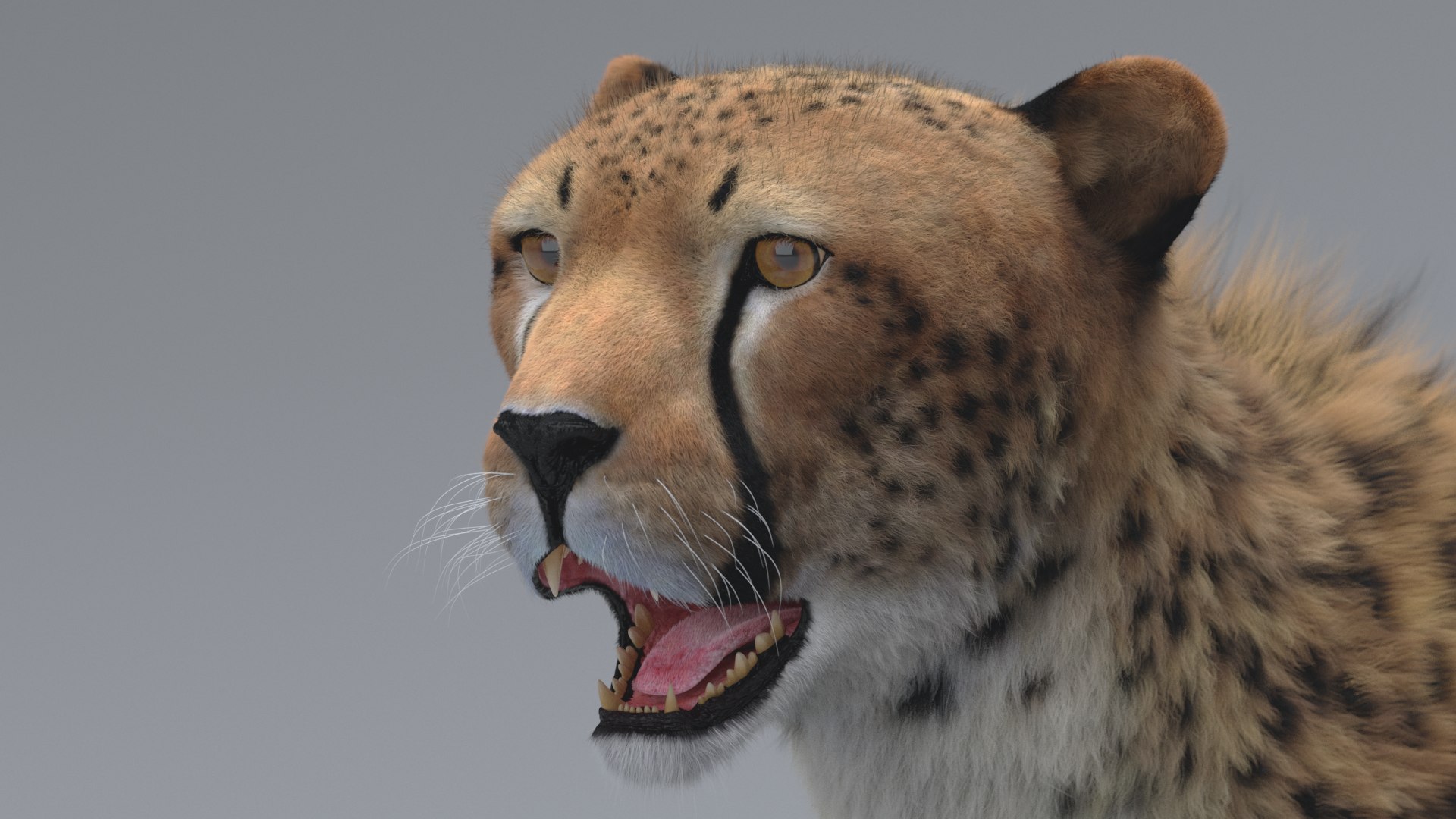 Cheetah 3D model - TurboSquid 1362058