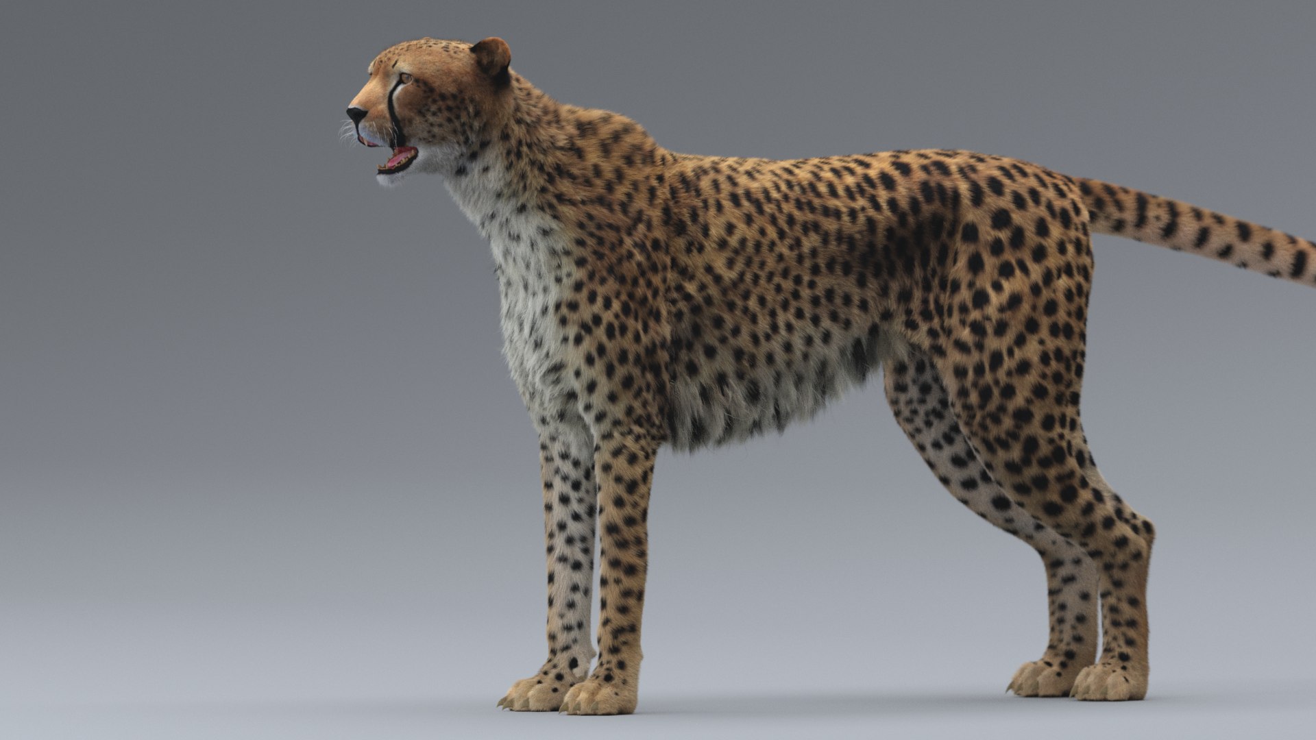 Cheetah 3D model - TurboSquid 1362058