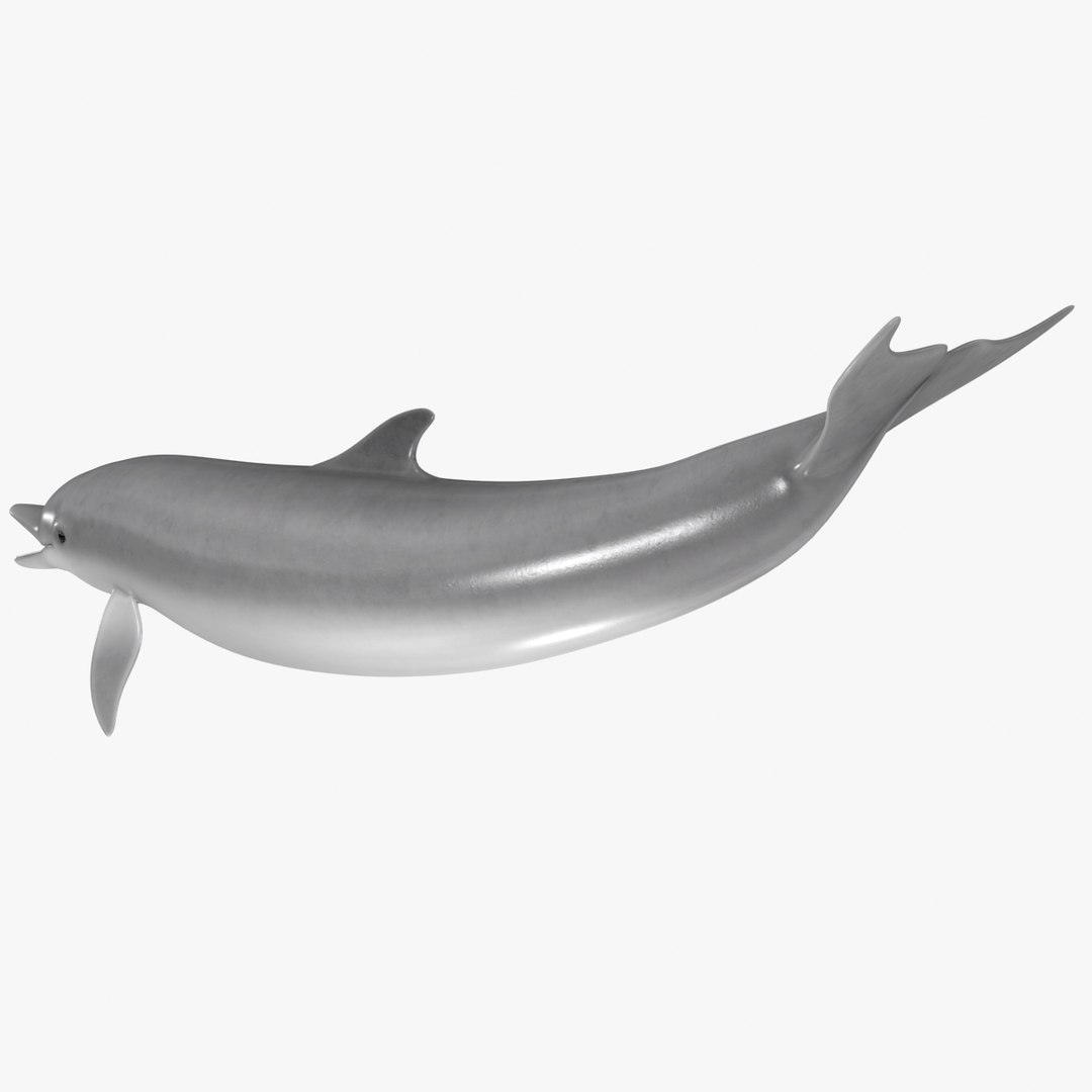 3d Model Realistic Dolphin Pose 3