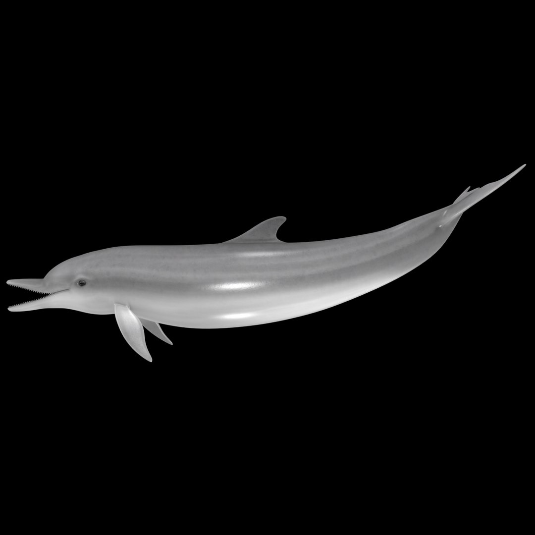 3d Model Realistic Dolphin Pose 3