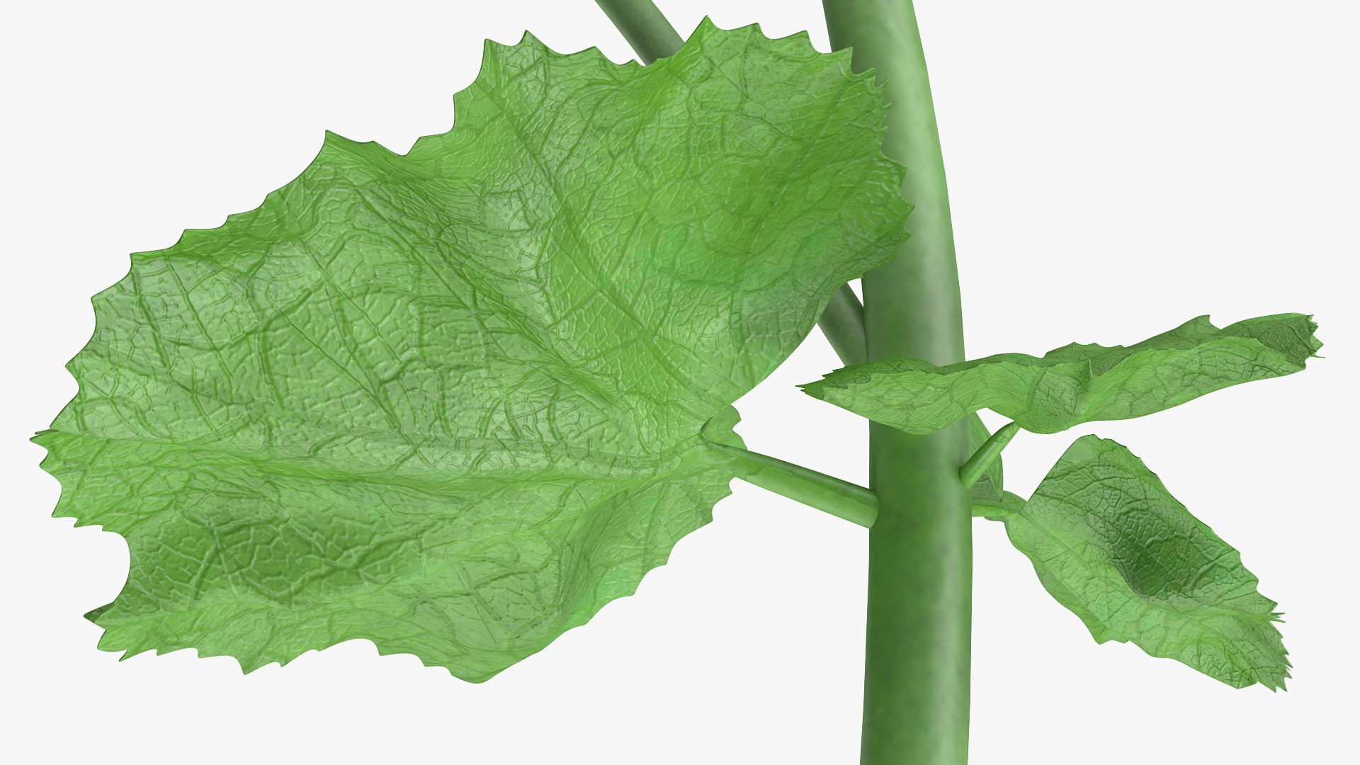 3D Yellow Malva Flower - TurboSquid 1622042