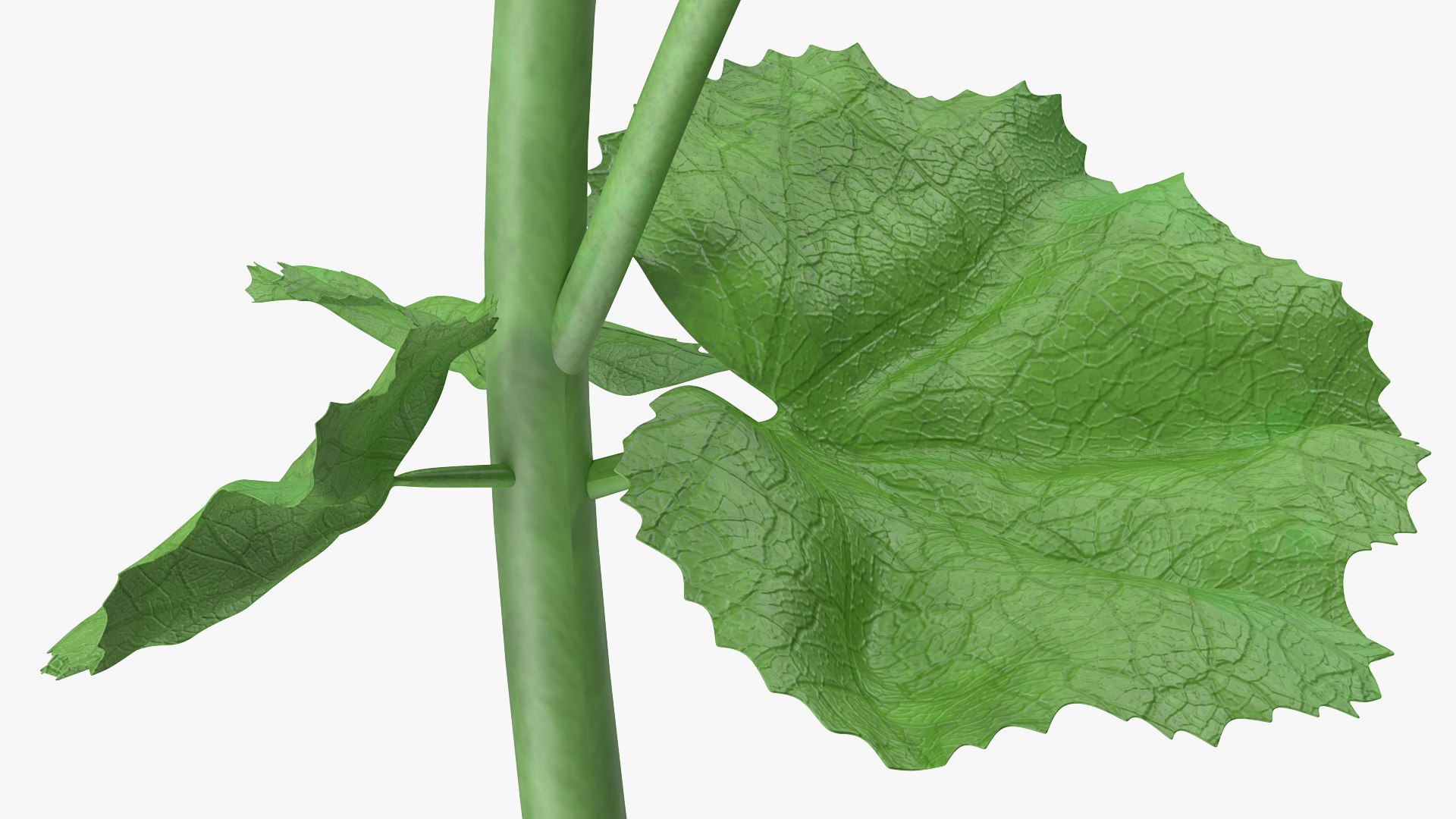 3D Yellow Malva Flower - TurboSquid 1622042