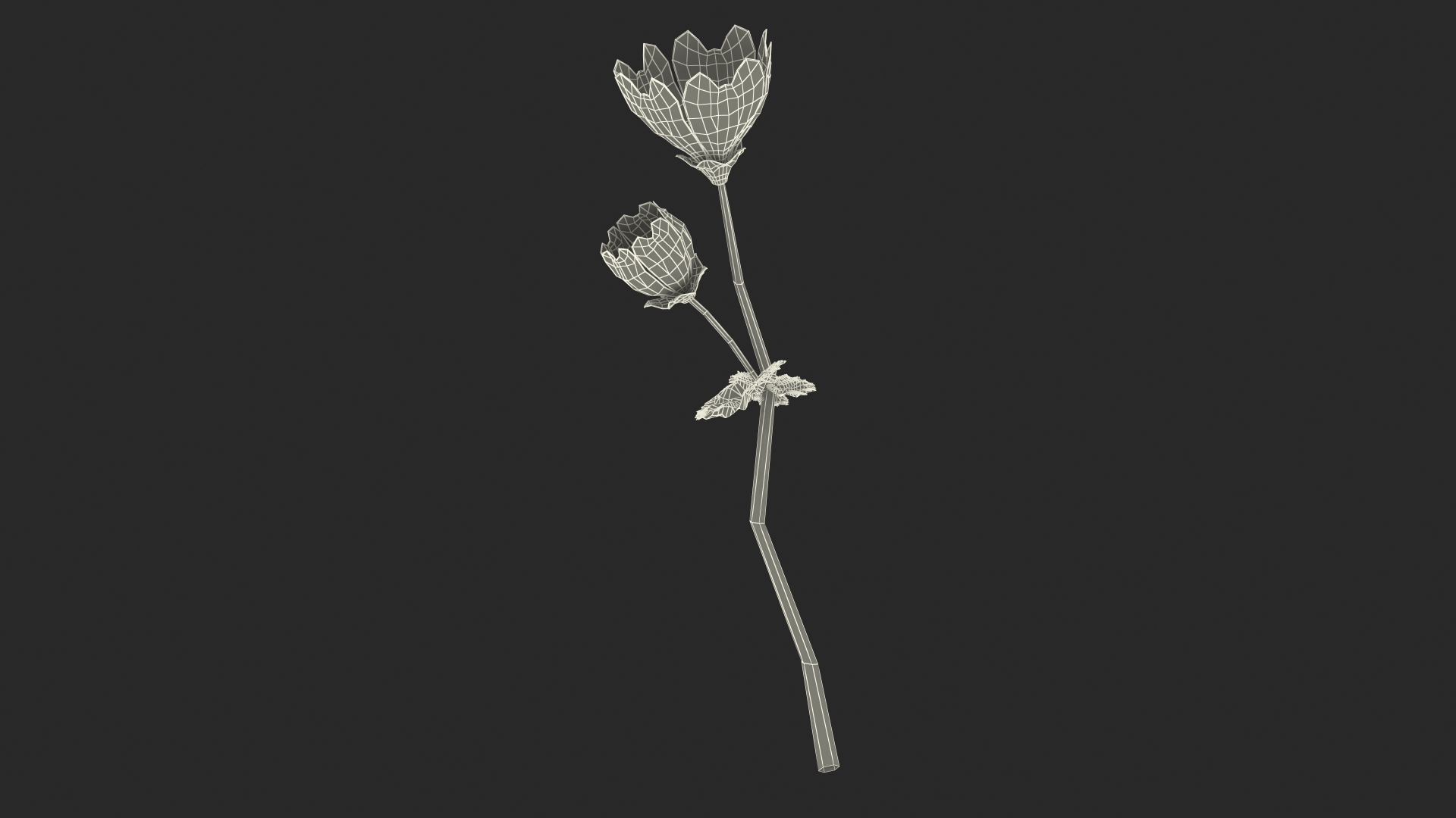 3D Yellow Malva Flower - TurboSquid 1622042