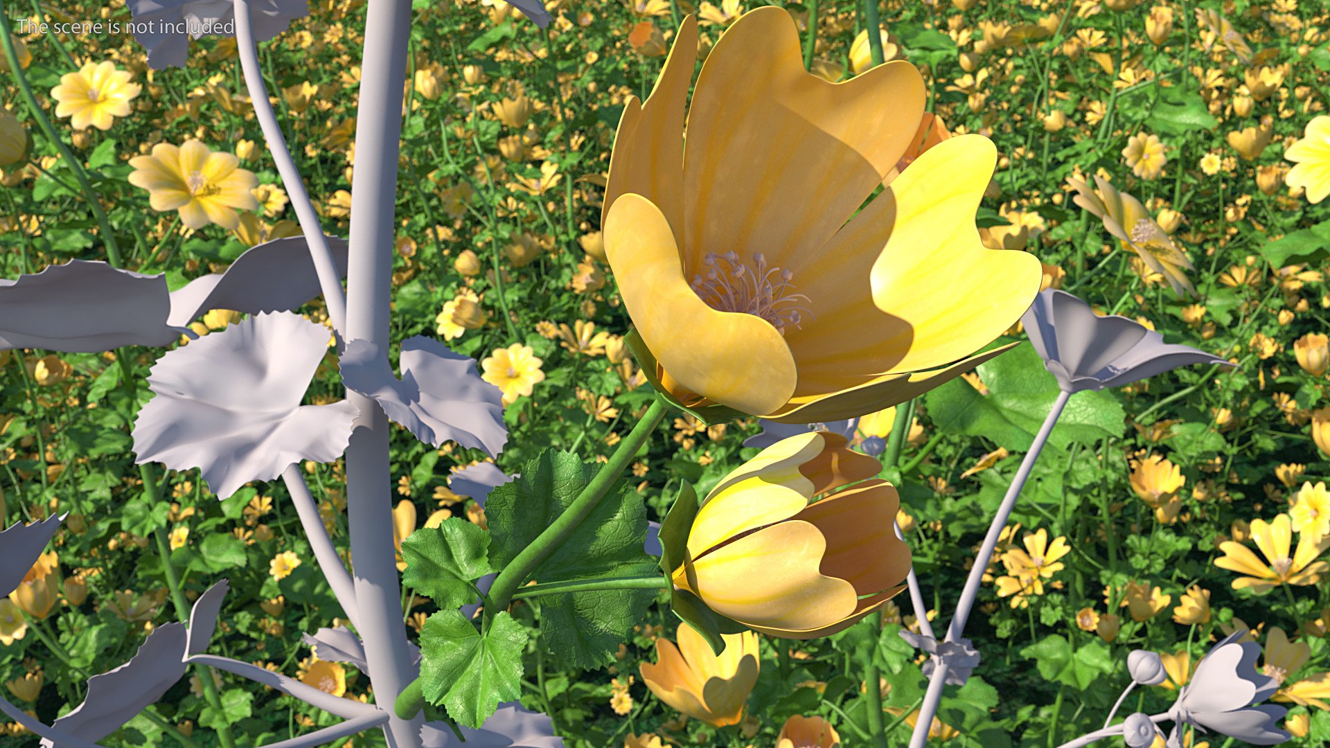 3D Yellow Malva Flower - TurboSquid 1622042