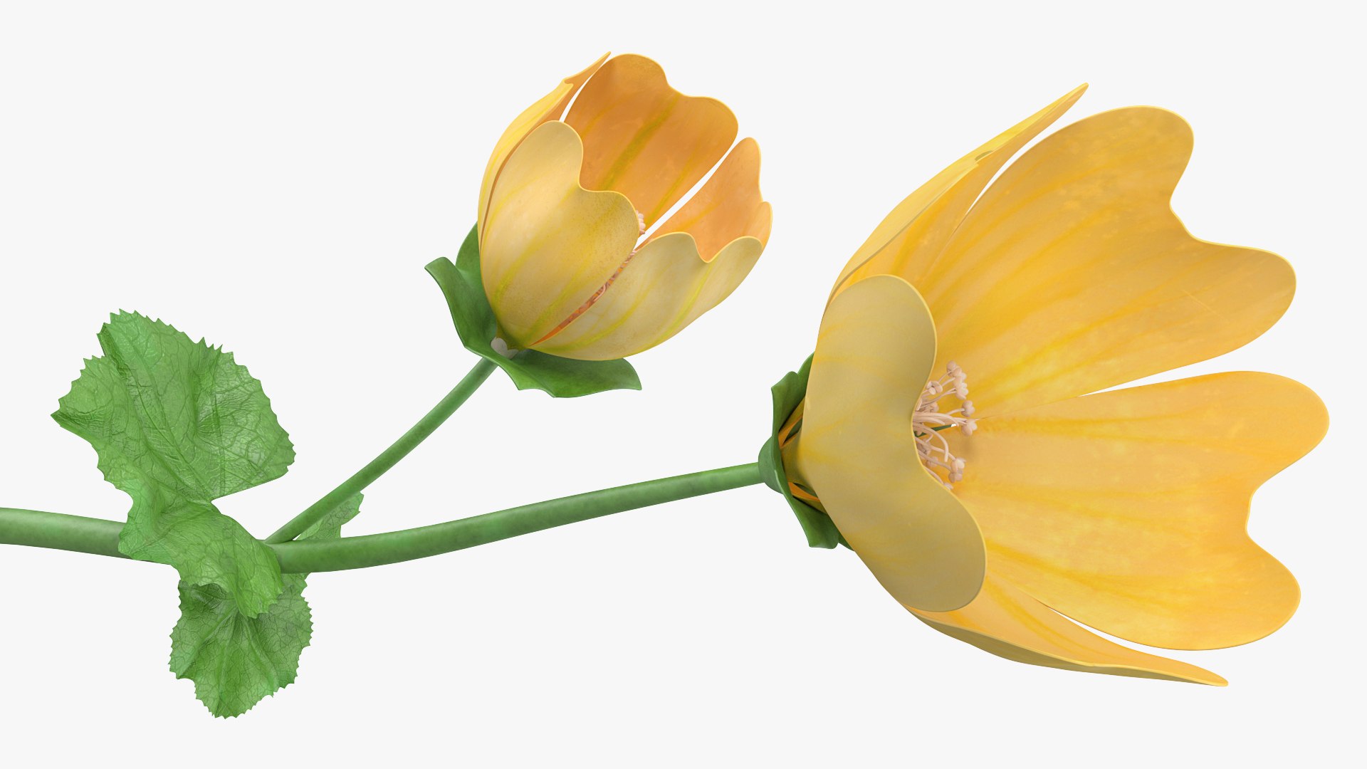 3D Yellow Malva Flower - TurboSquid 1622042