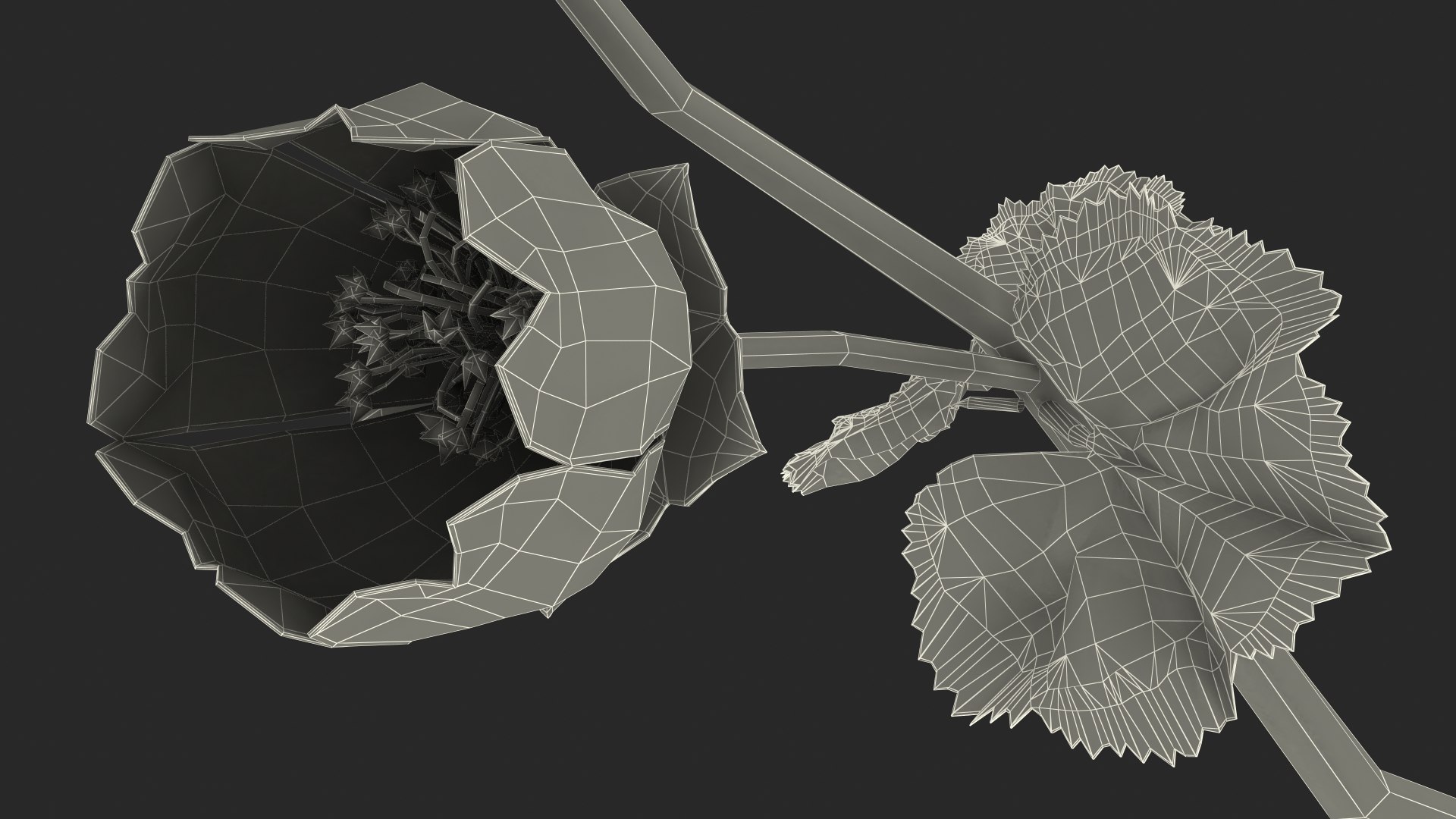 3D Yellow Malva Flower - TurboSquid 1622042