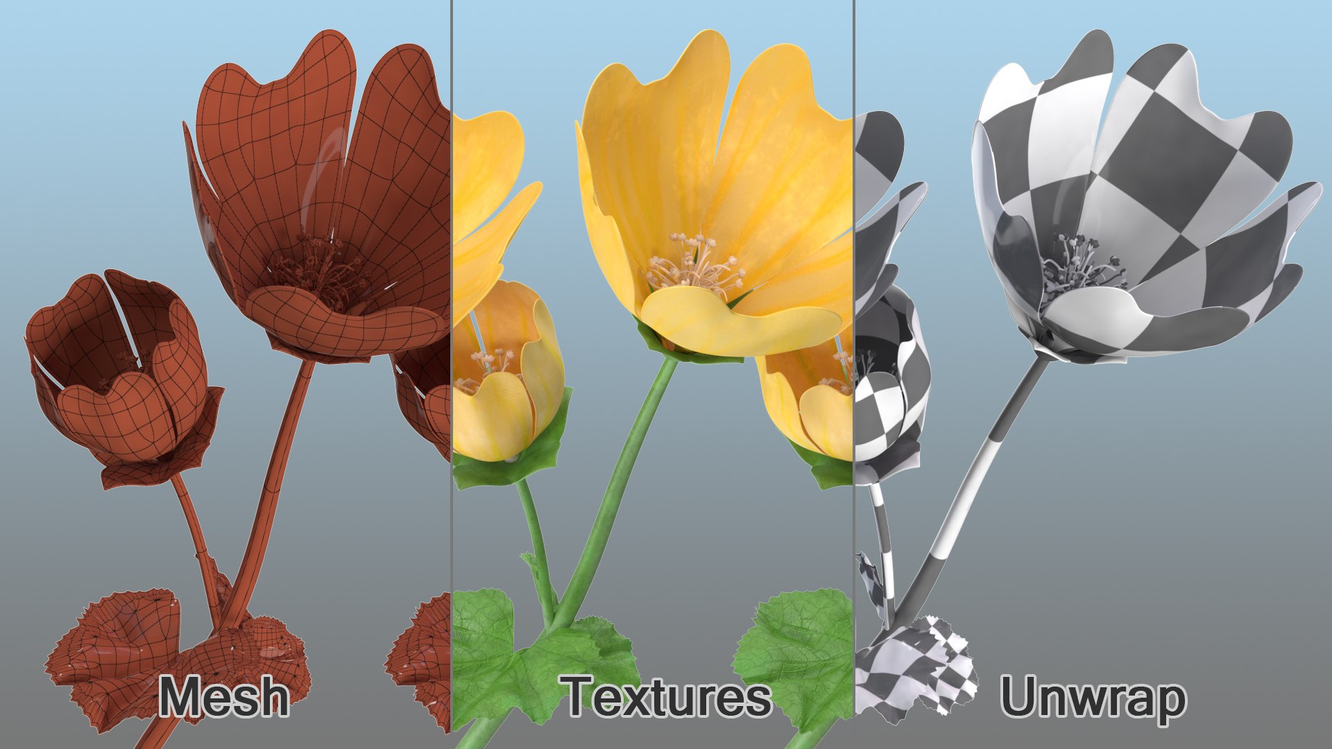 3D Yellow Malva Flower - TurboSquid 1622042