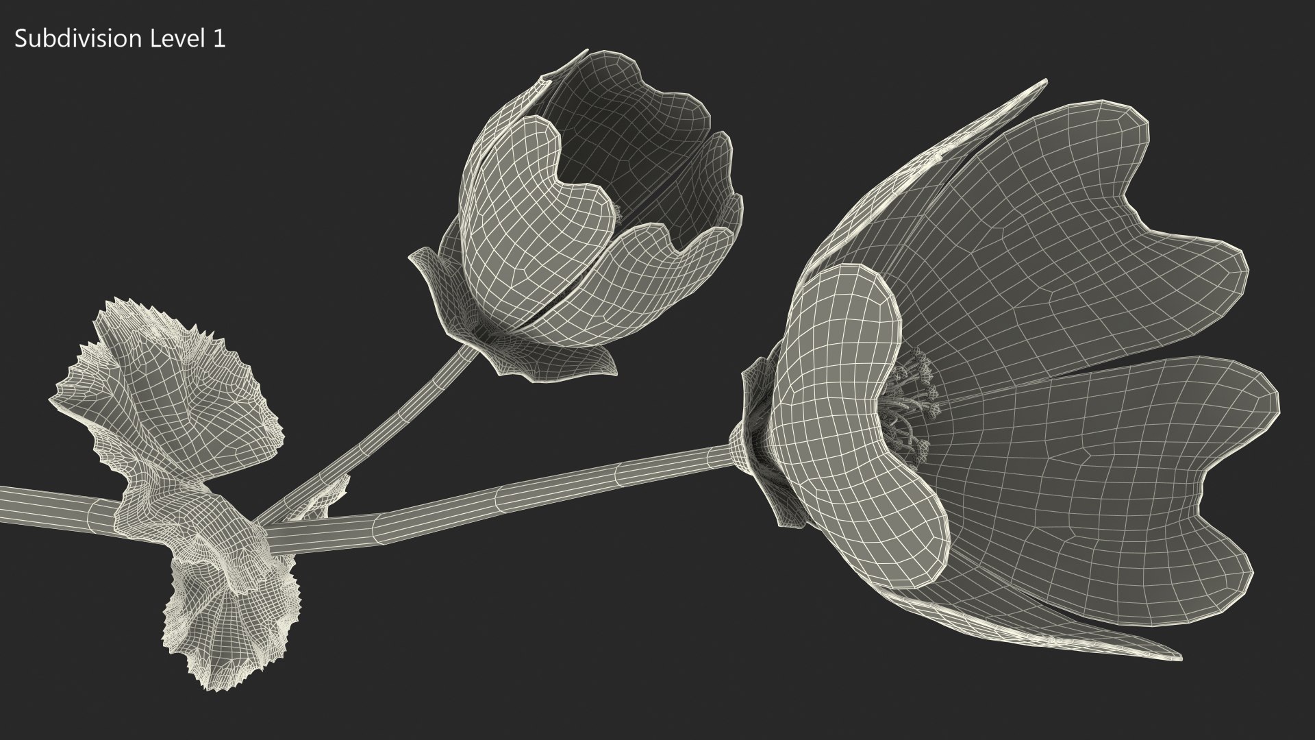 3D Yellow Malva Flower - TurboSquid 1622042