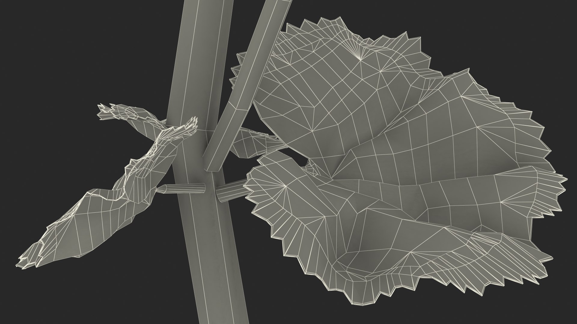 3D Yellow Malva Flower - TurboSquid 1622042