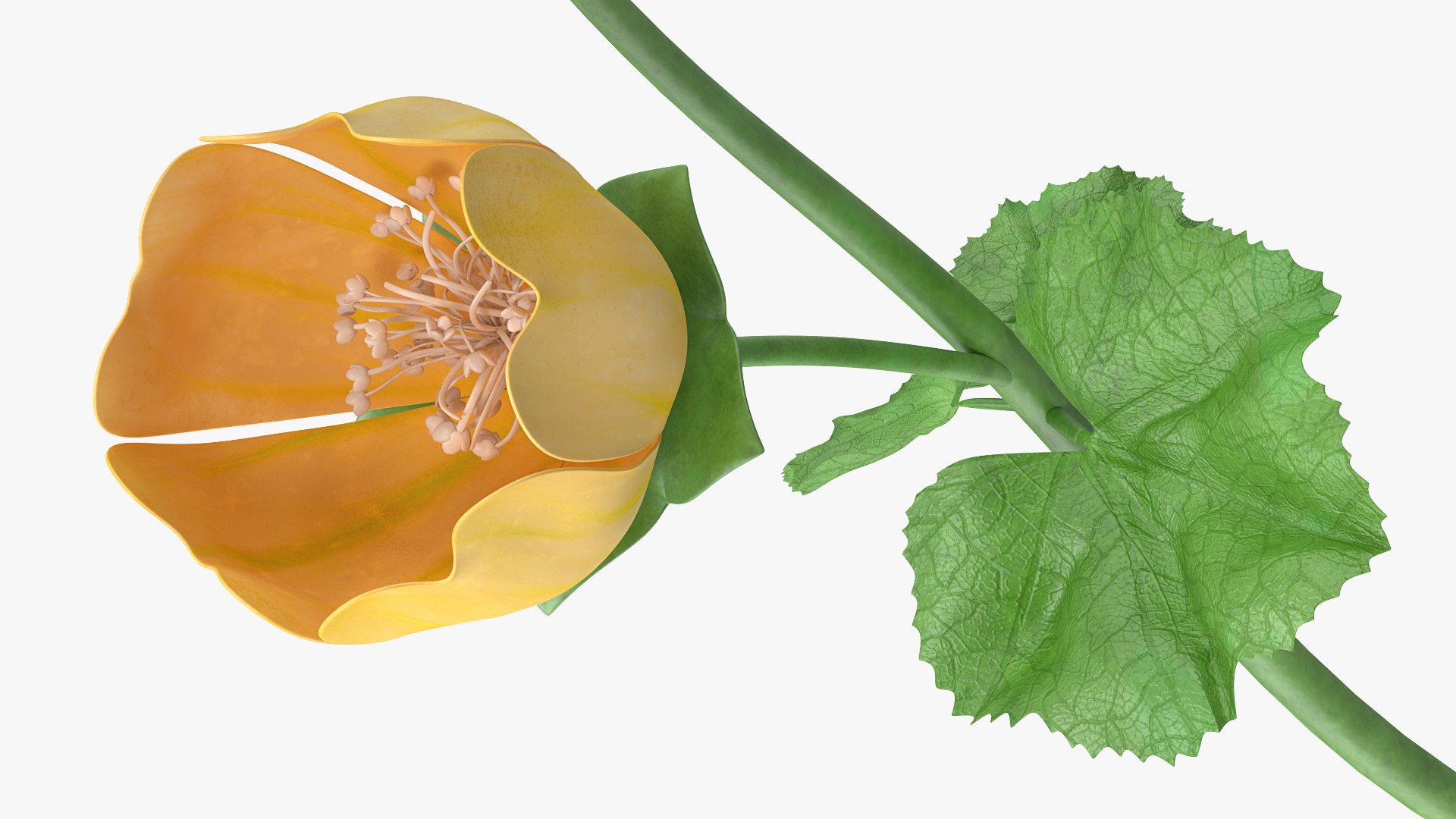 3D Yellow Malva Flower - TurboSquid 1622042