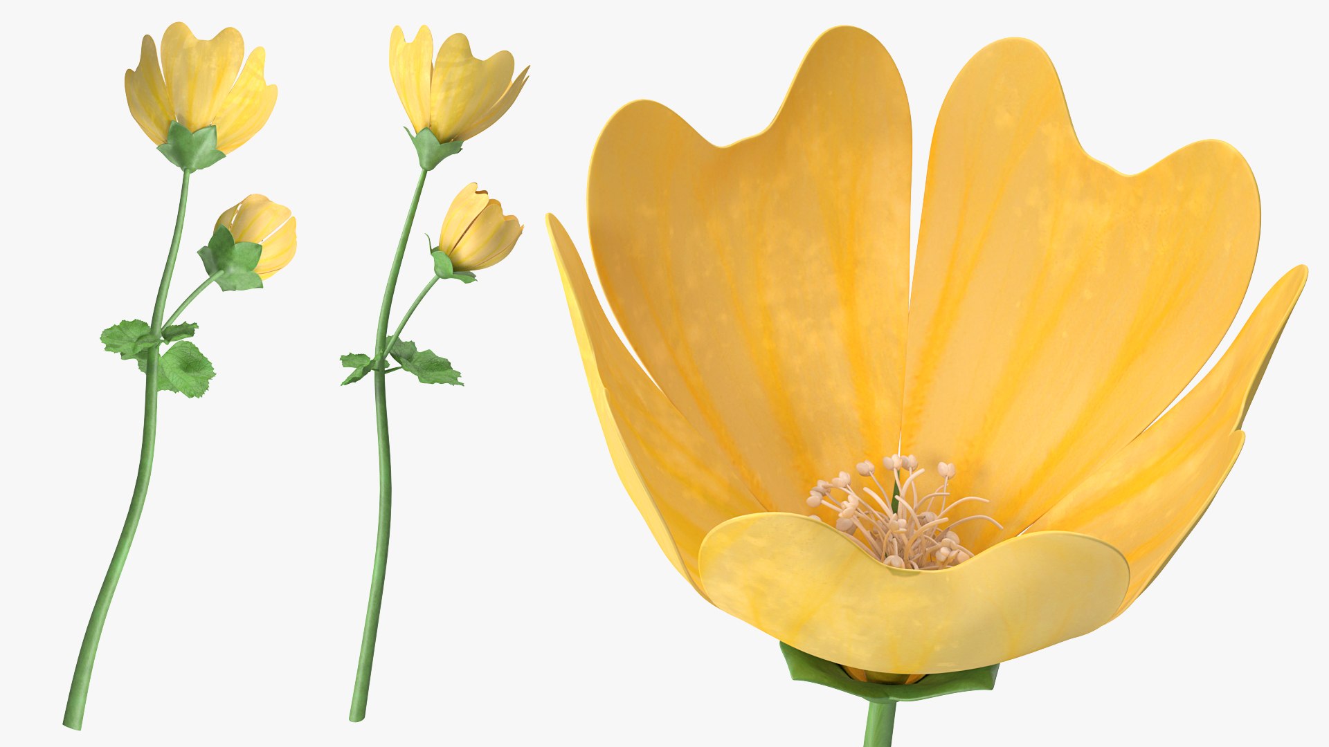 3D Yellow Malva Flower - TurboSquid 1622042