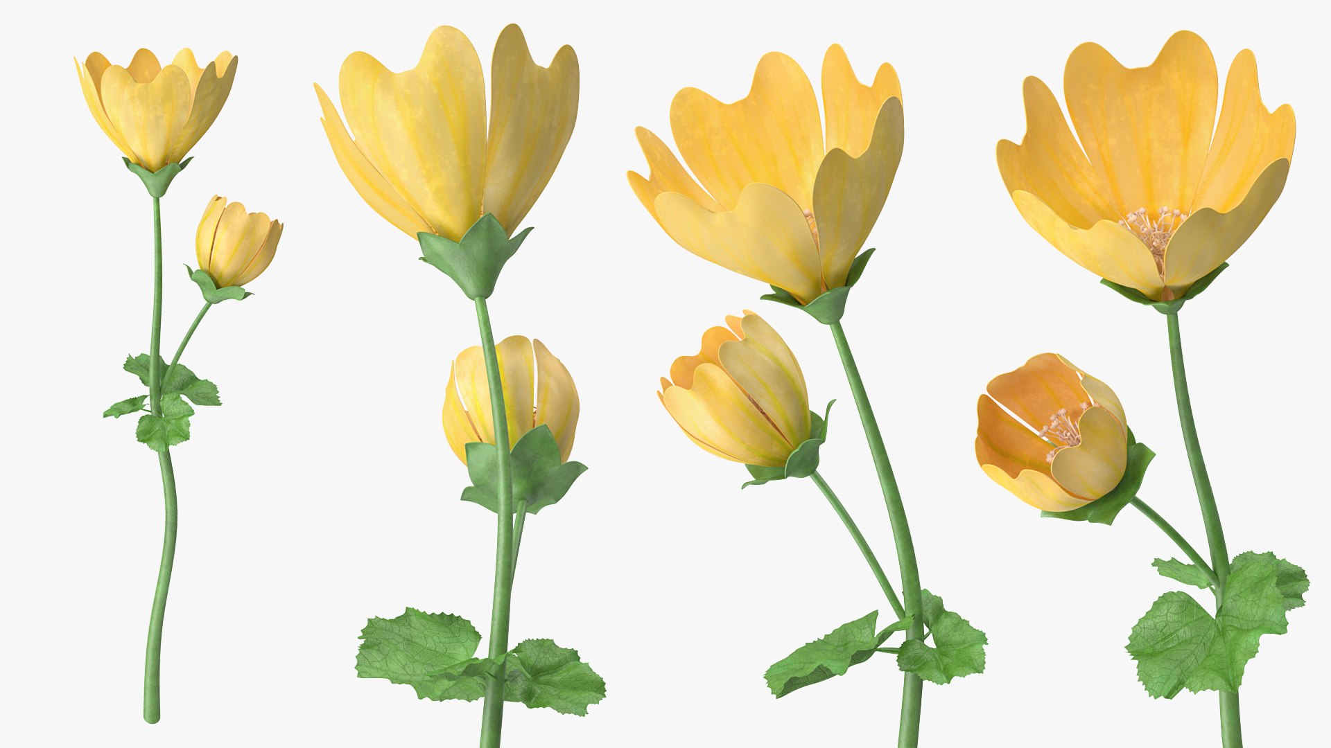 3D Yellow Malva Flower - TurboSquid 1622042