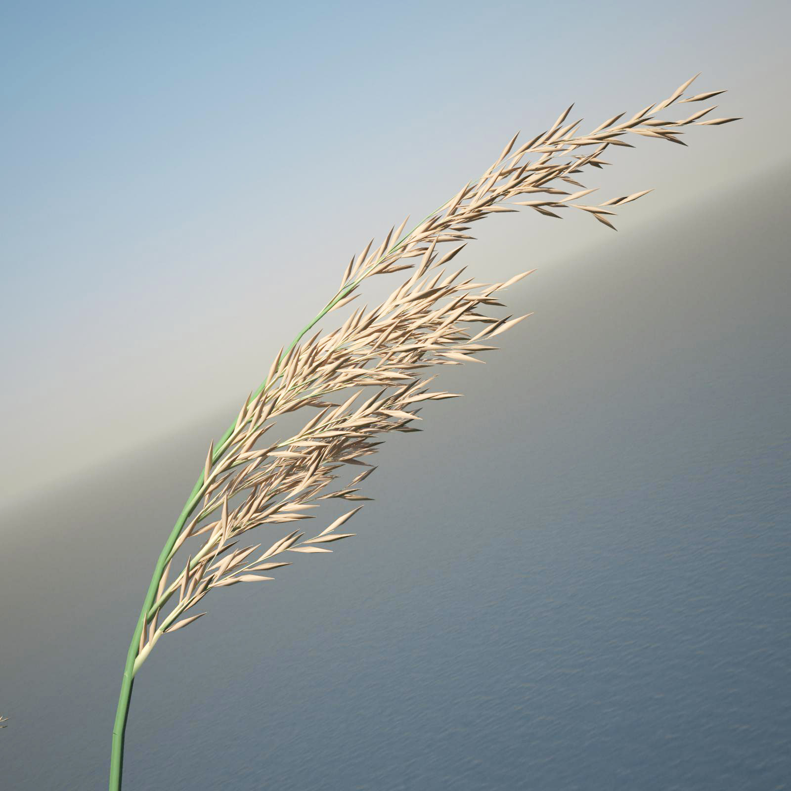 phragmites common reed grass obj