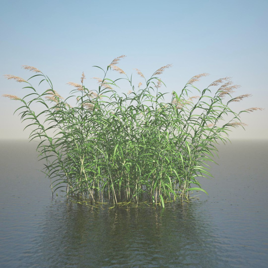 phragmites common reed grass obj