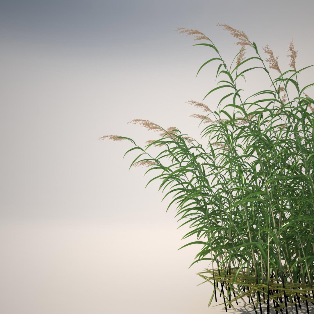 phragmites common reed grass obj