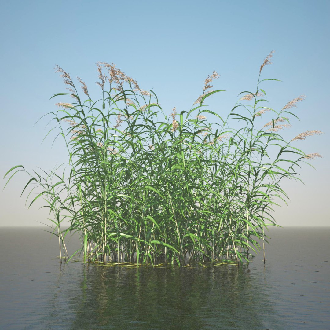 phragmites common reed grass obj