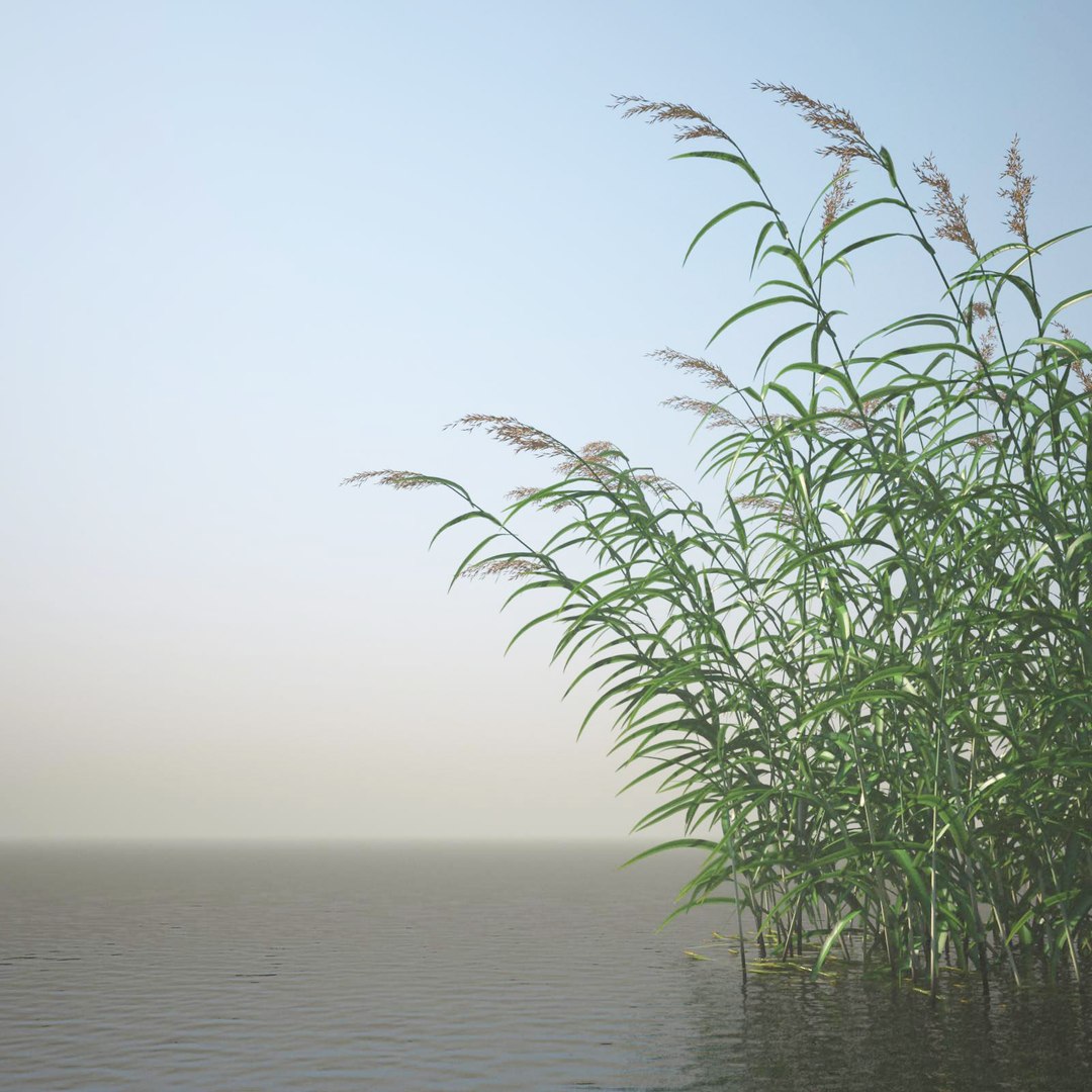 phragmites common reed grass obj
