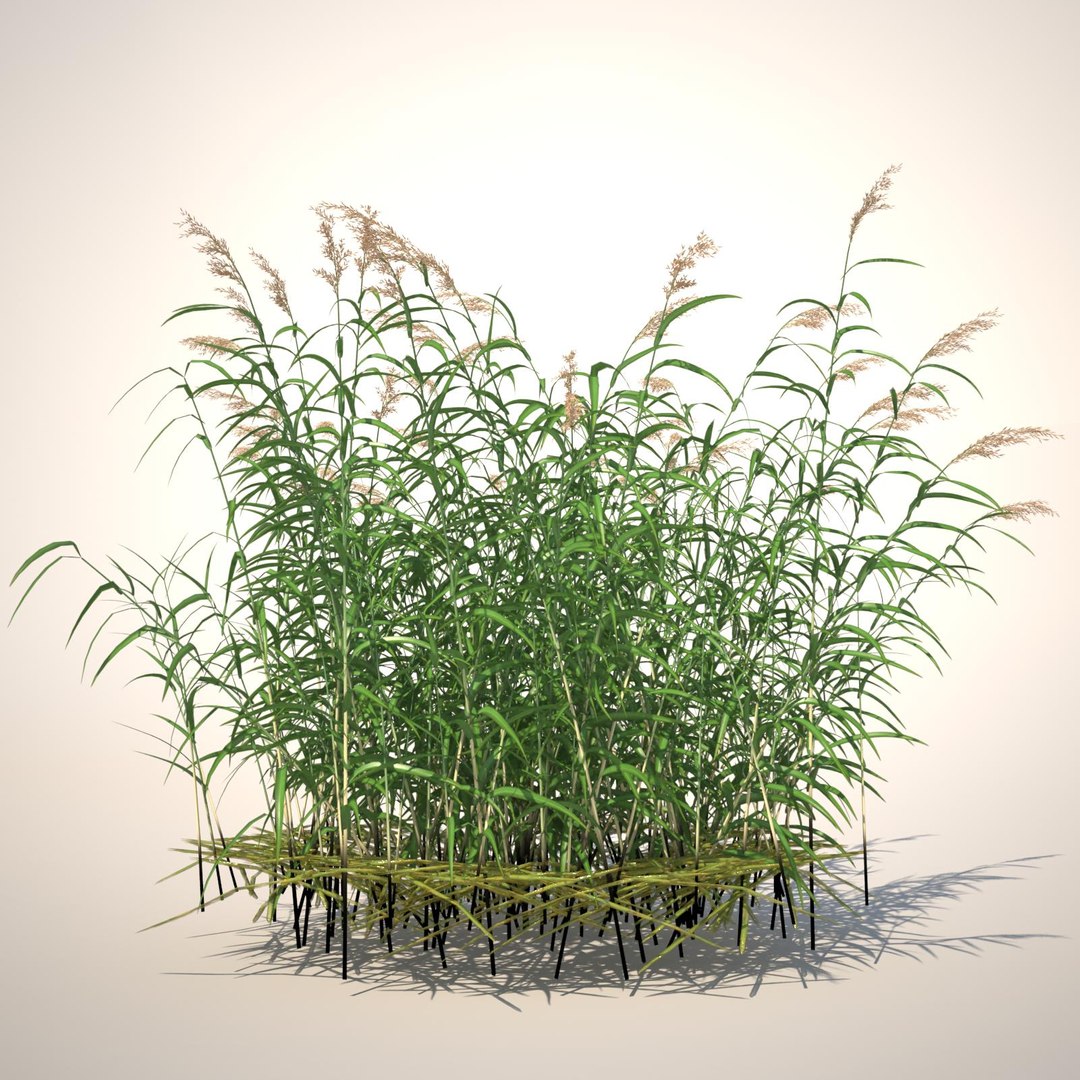 phragmites common reed grass obj