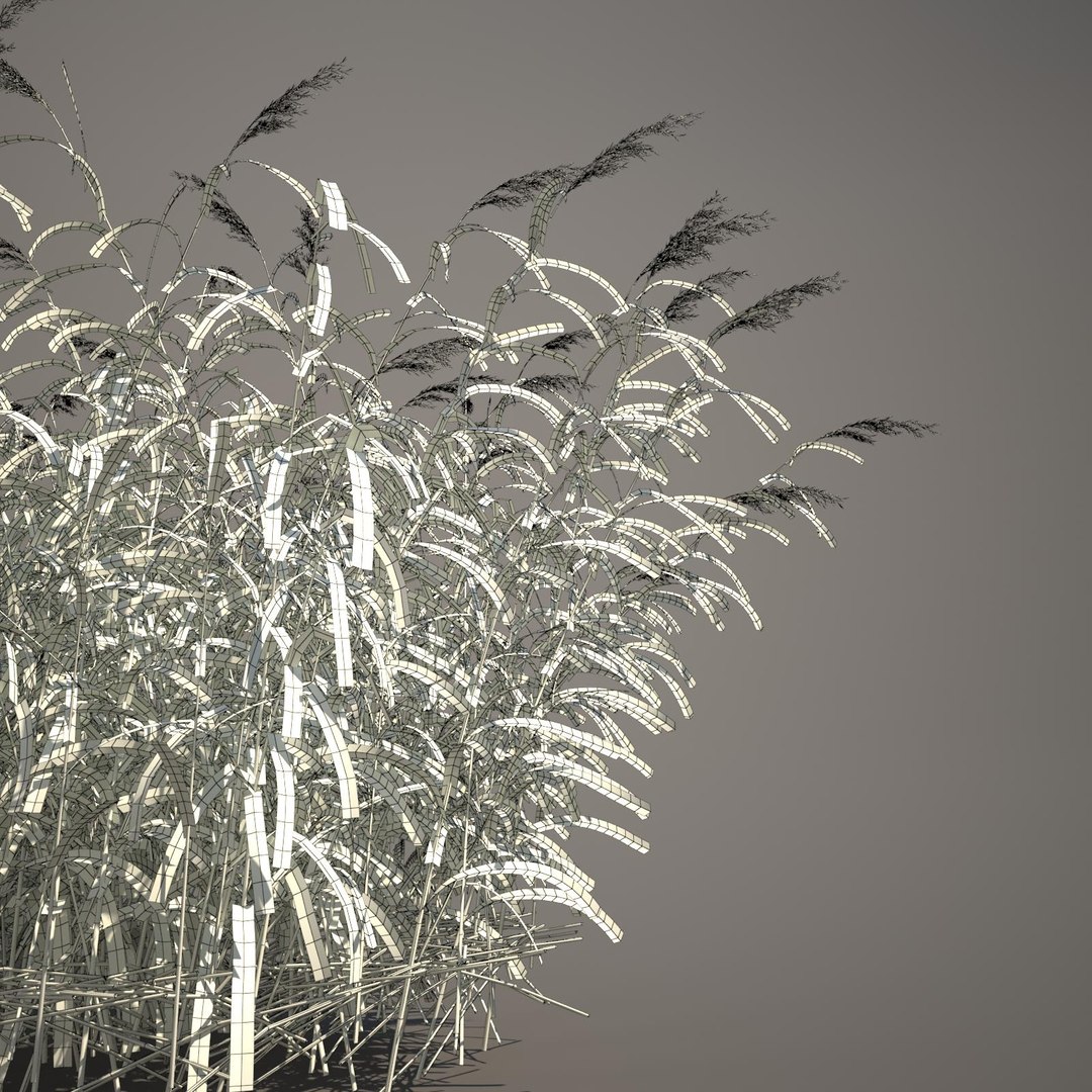 phragmites common reed grass obj