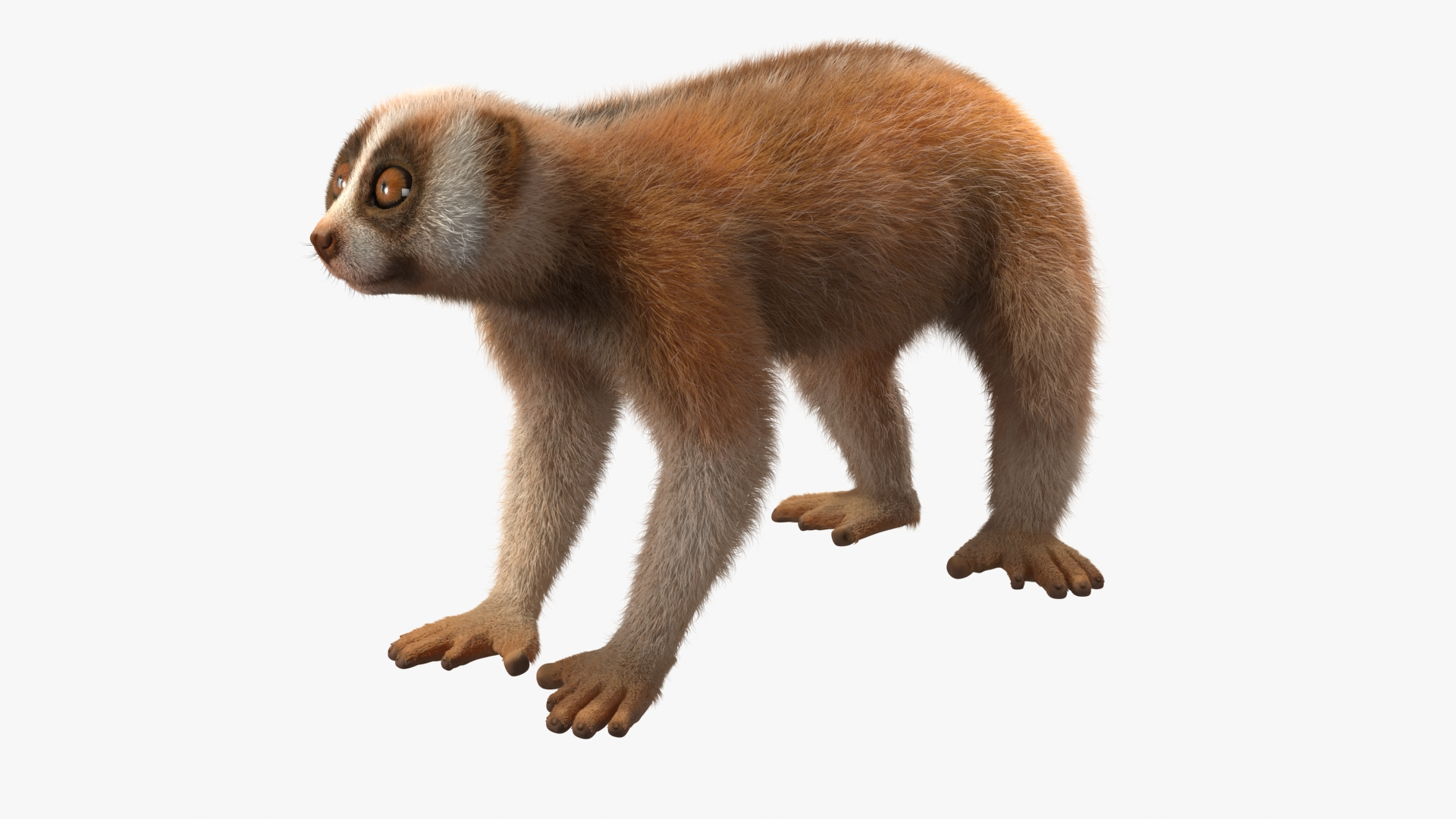 3D Model Lemur Slow Loris Fur - TurboSquid 2141000