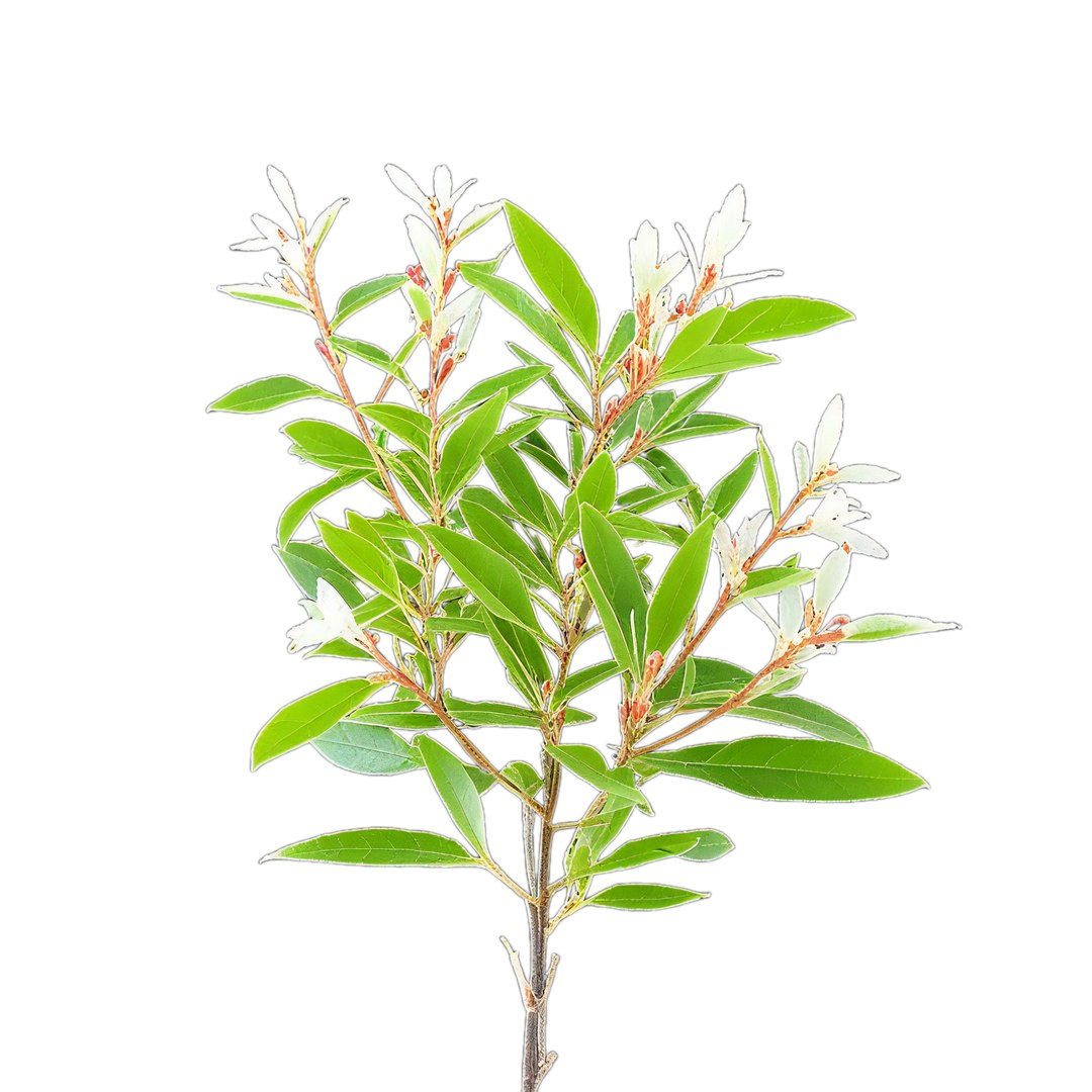 3D Valars Plant Pack Model - TurboSquid 2272193