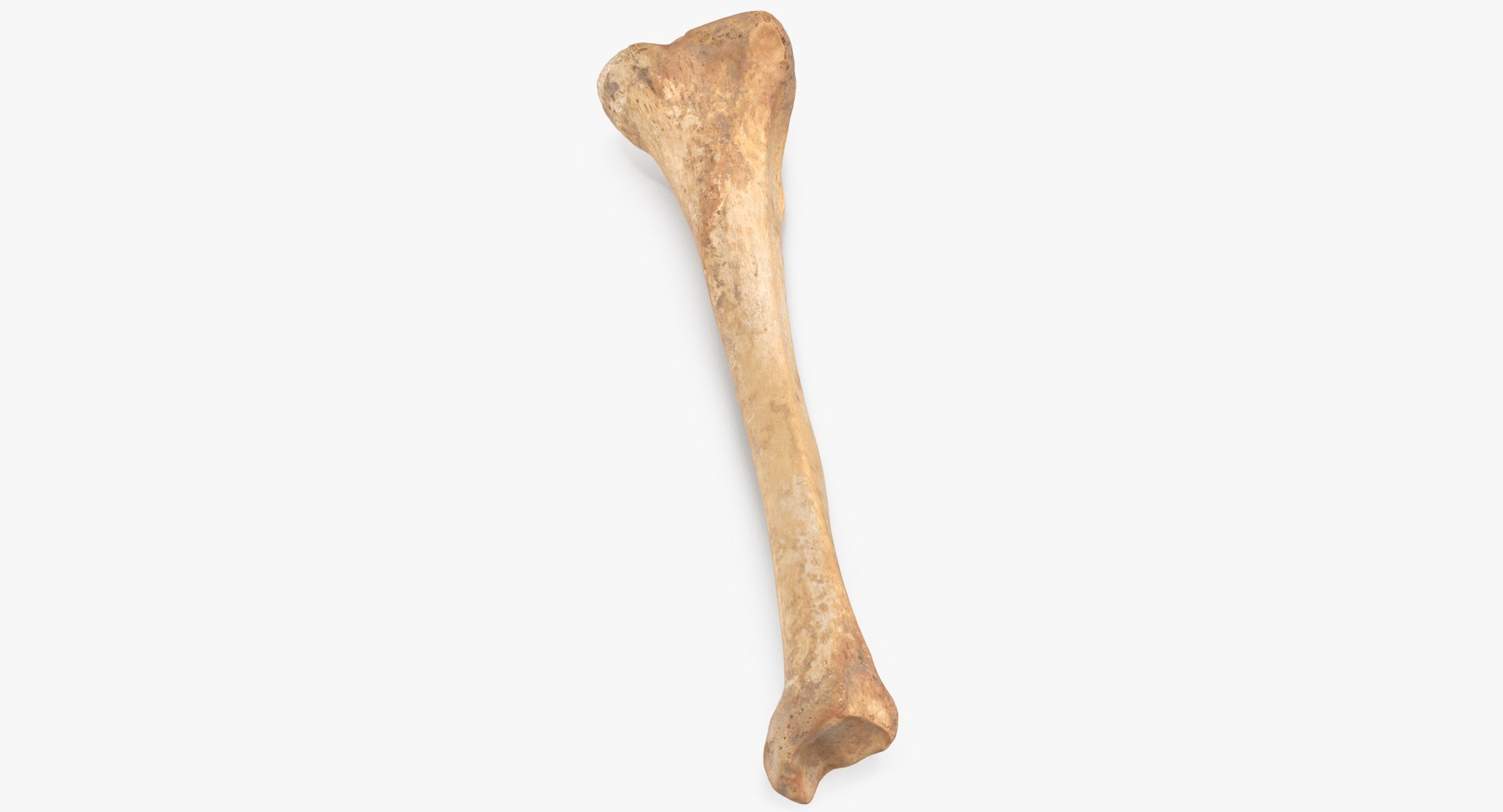 3D Human Tibia Bone 01 Model - TurboSquid 1422288